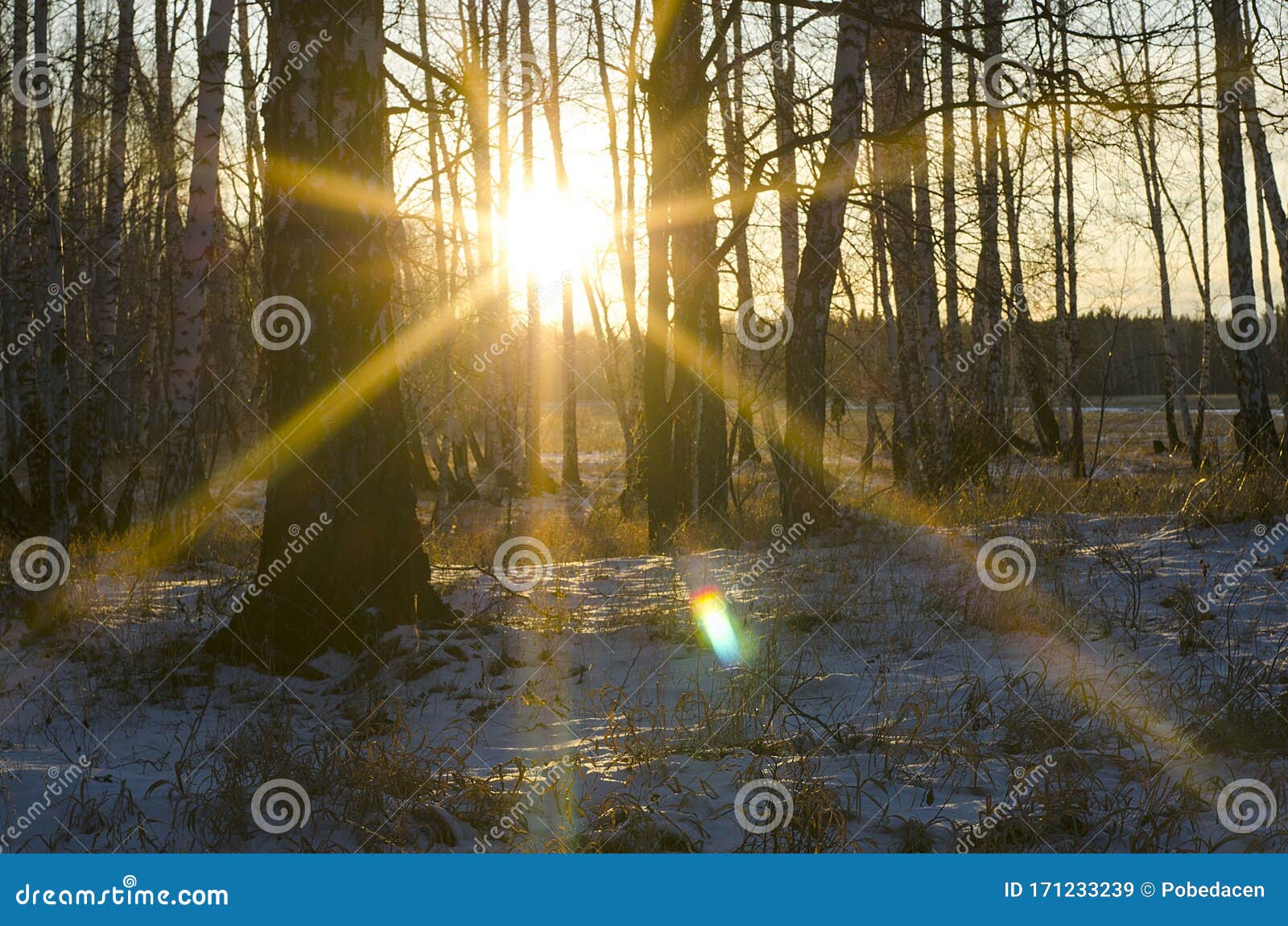 Sunset in the Winter Forest. Sun Rays through the Trees Stock Image - Image of landscape, snowy ...