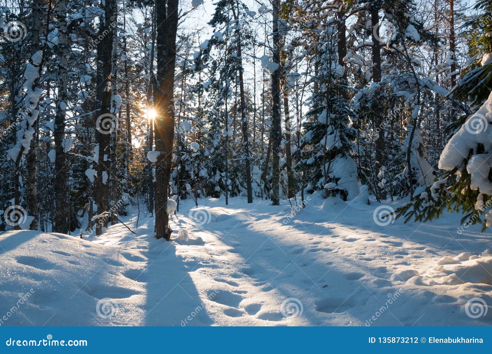 Sunset in the Winter Forest. Sunbeams and Shadows of Trees Stock Photo ...