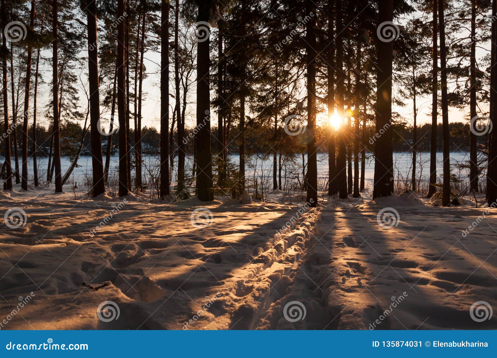 Sunset in the Winter Forest. Sunbeams and Shadows of Trees Stock Image ...