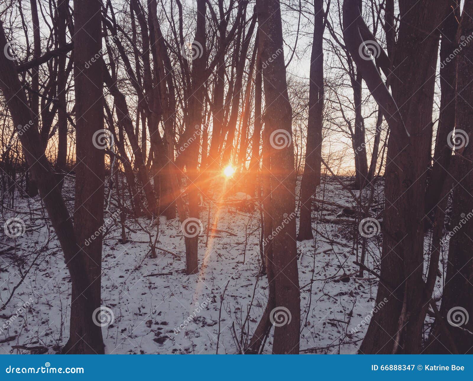 Sunset winter trees sun stock image. Image of morning - 66888347