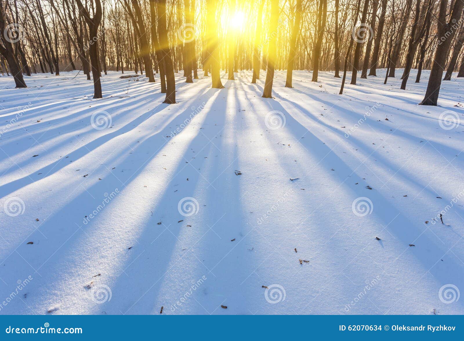 Sunset in the Wood between Trees Strains, Winter Stock Photo - Image of ...