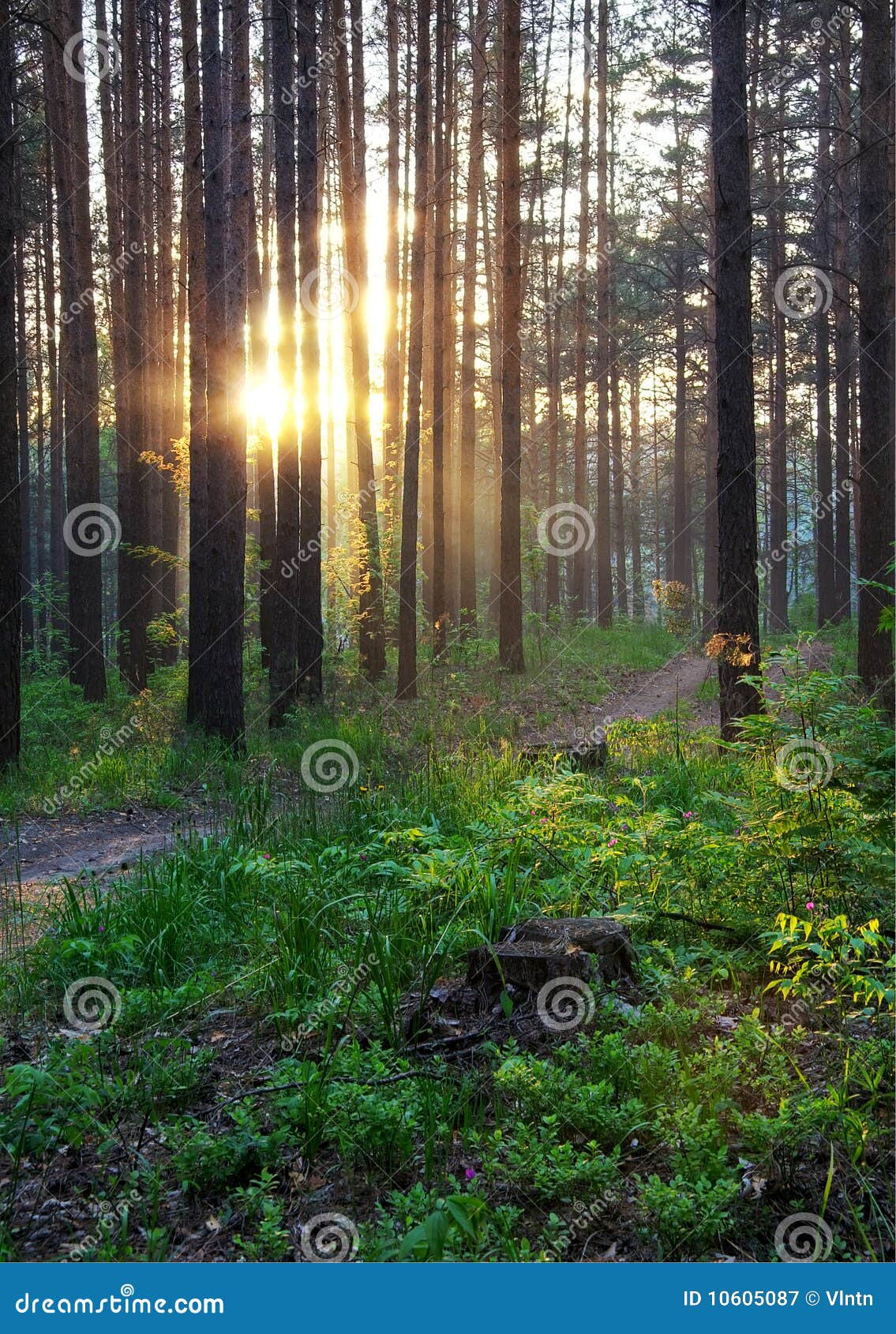 Sunset in the woods stock image. Image of dark, radiance - 10605087