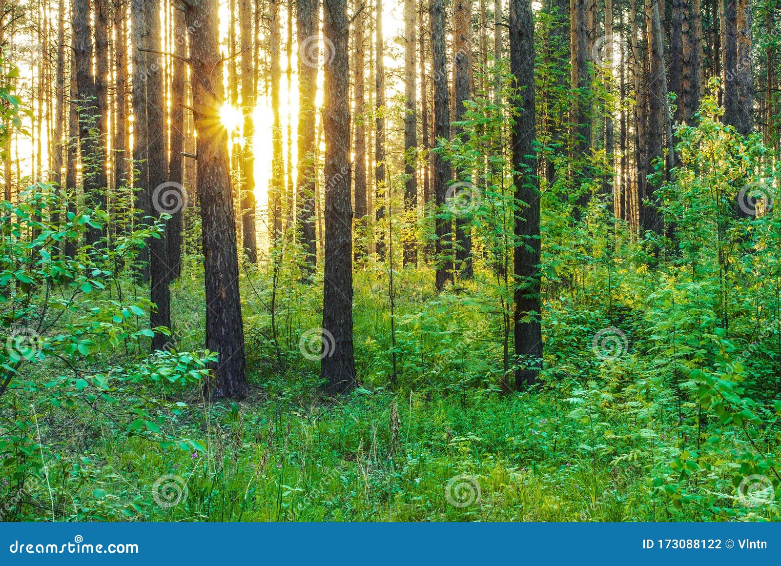 Sunset in the woods stock photo. Image of landscape - 173088122