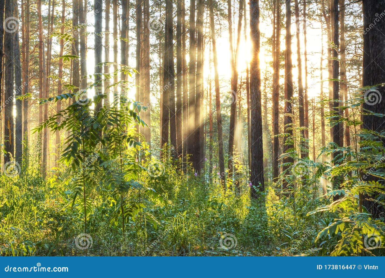 Sunset in the woods stock image. Image of light, forest - 173816447