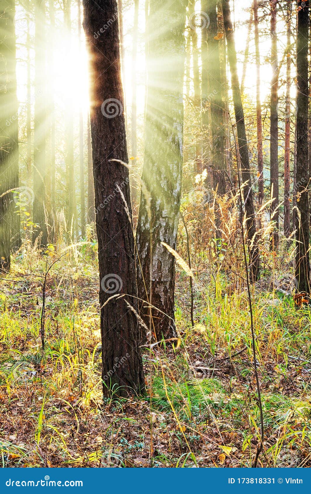 Sunset in the woods stock image. Image of majestic, morning - 173818331