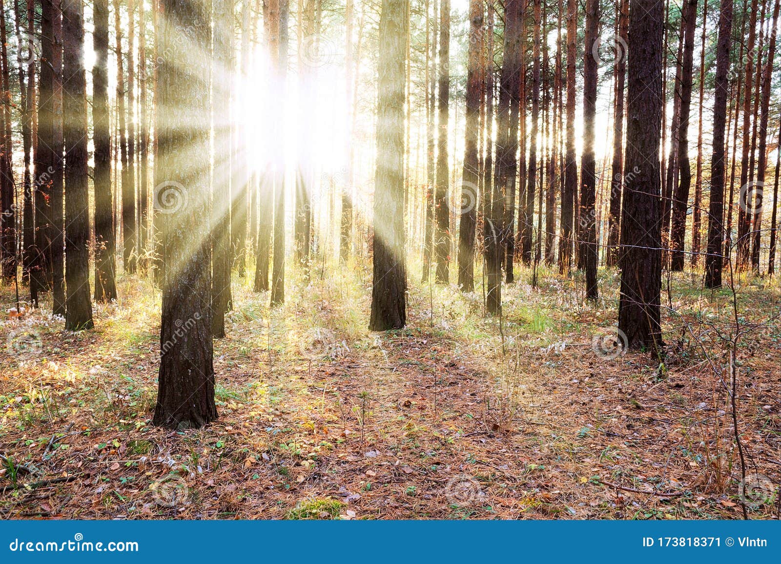 Sunset in the woods stock image. Image of season, birch - 173818371
