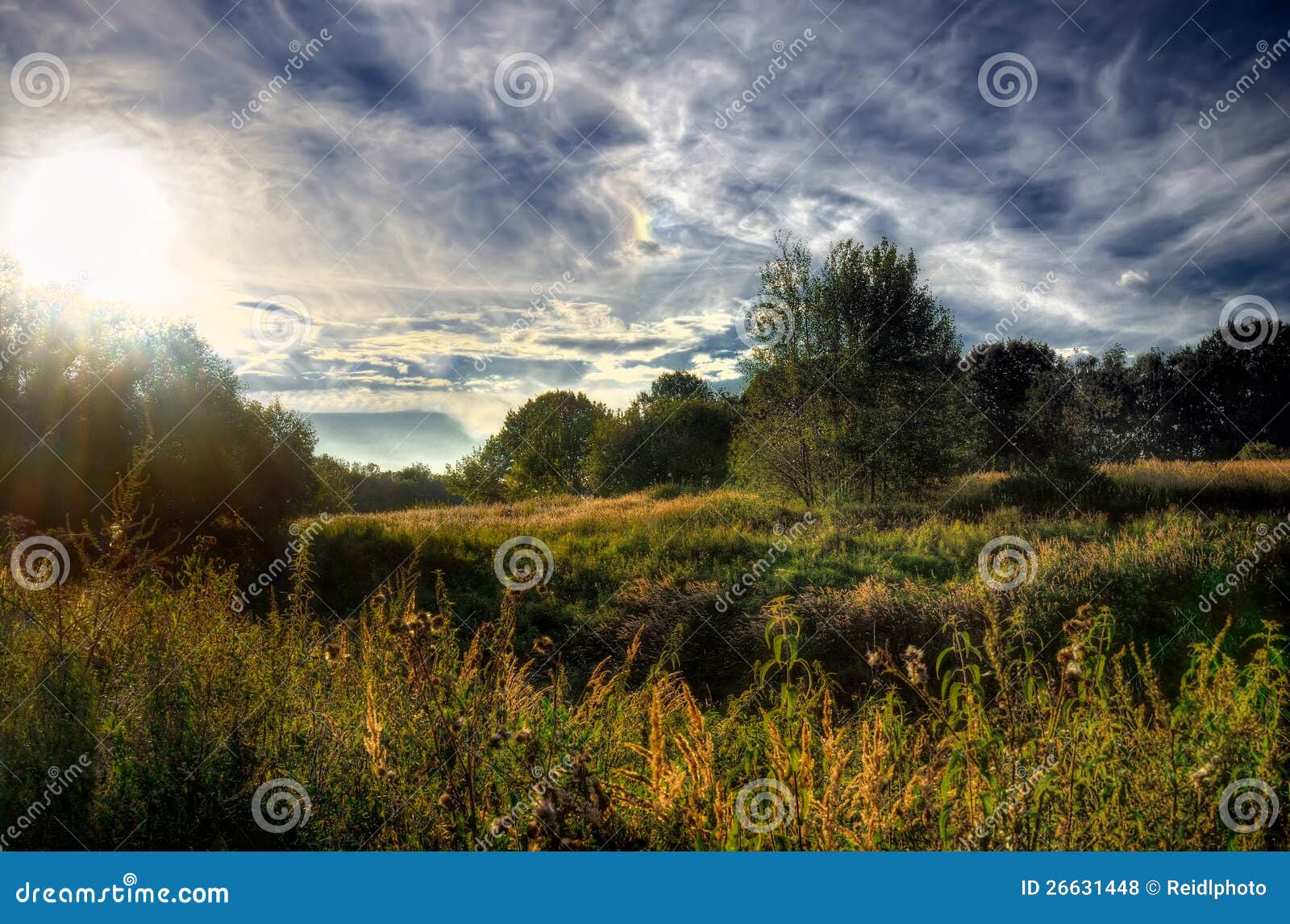 Sunset in the woods stock photo. Image of floralning - 26631448