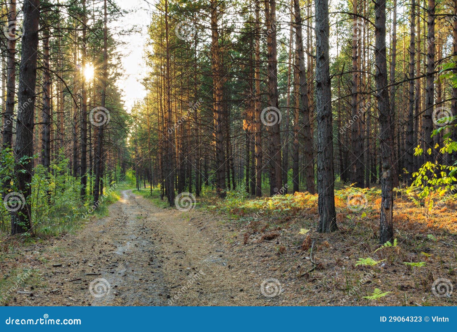 Sunset in the woods stock image. Image of beauty, morning - 29064323
