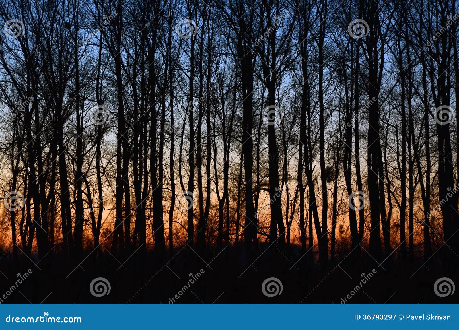 Sunset in the Woods Autumn Forest Stock Image - Image of light ...