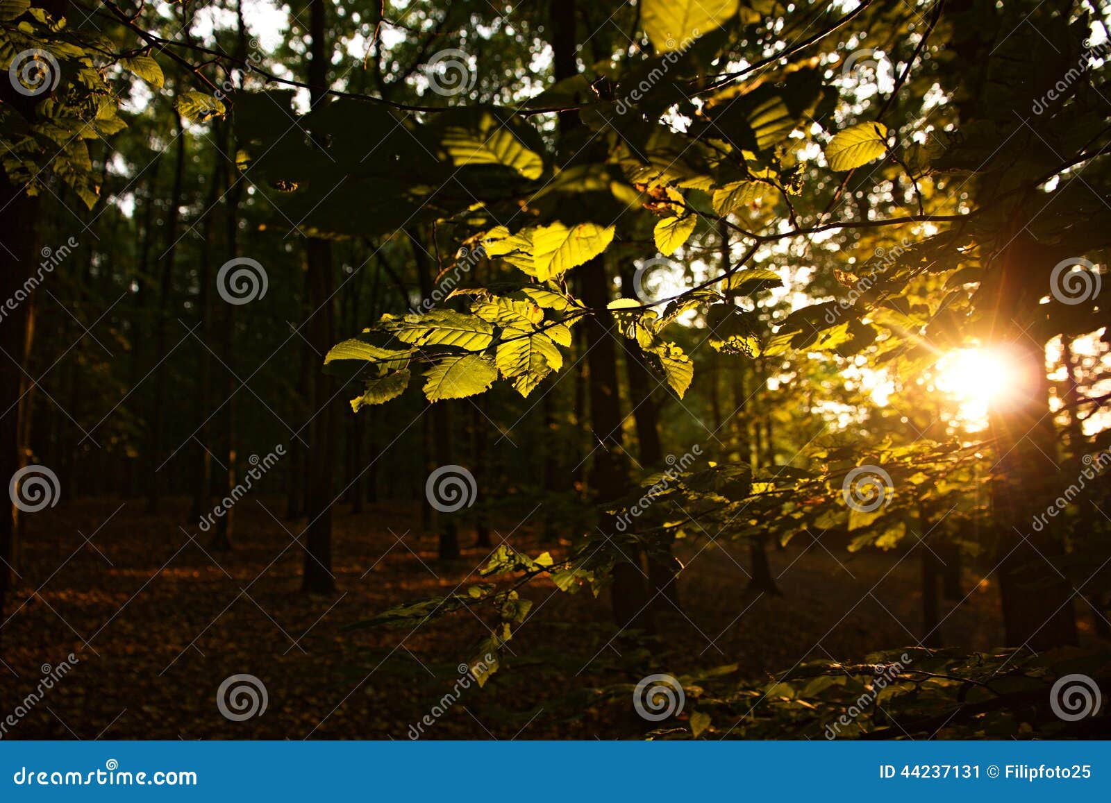 Sunset in the woods stock image. Image of heat, leaves - 44237131