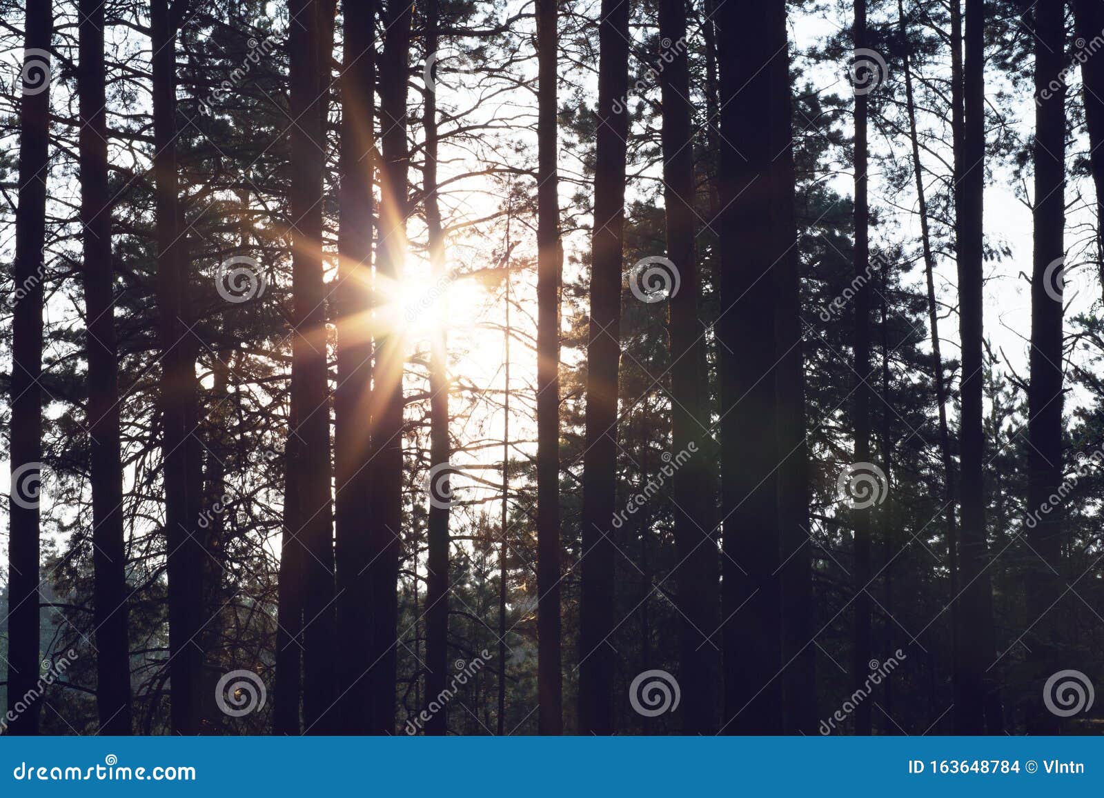 Sunset in the woods stock photo. Image of beams, dusk - 163648784