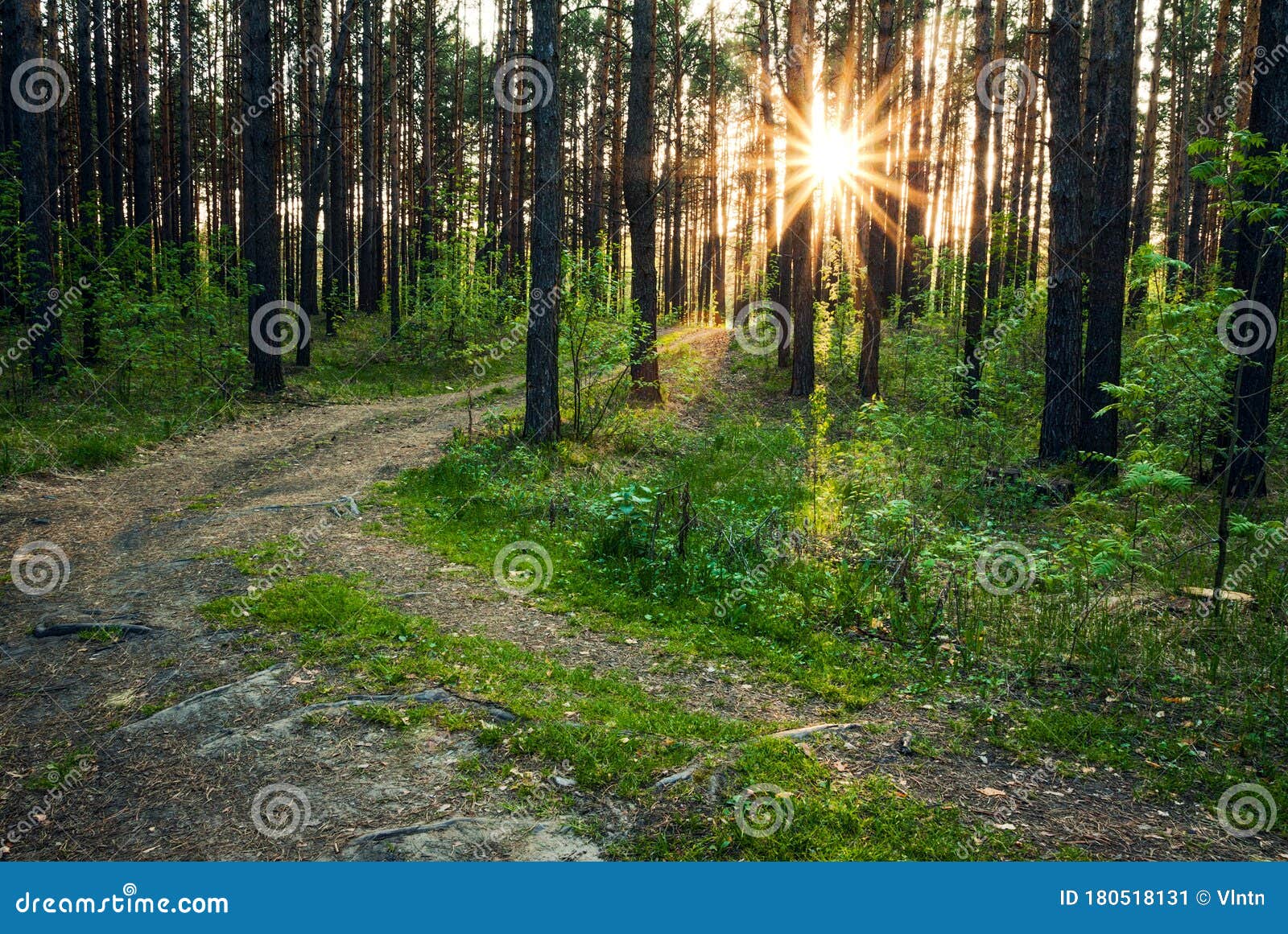 Sunset in the woods stock image. Image of pines, mystery - 180518131
