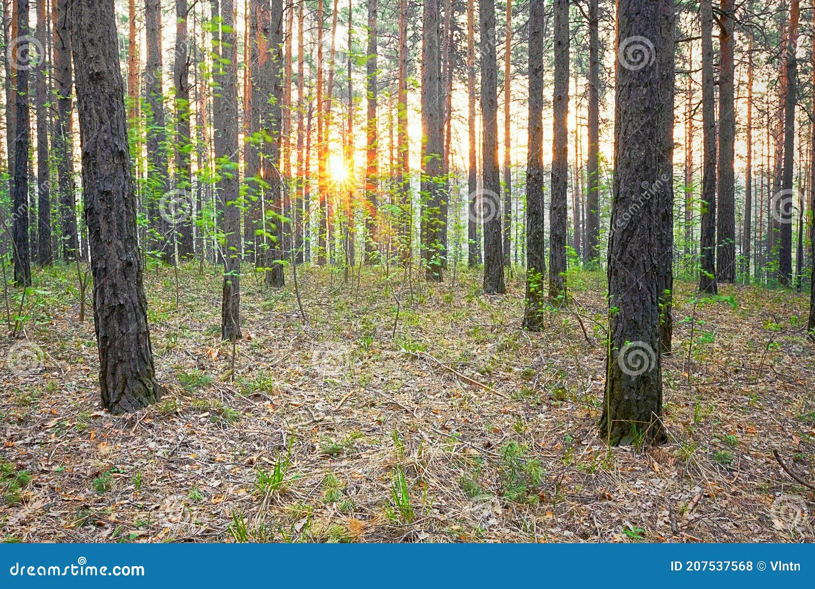 Sunset in the woods stock photo. Image of shadow, pines - 207537568