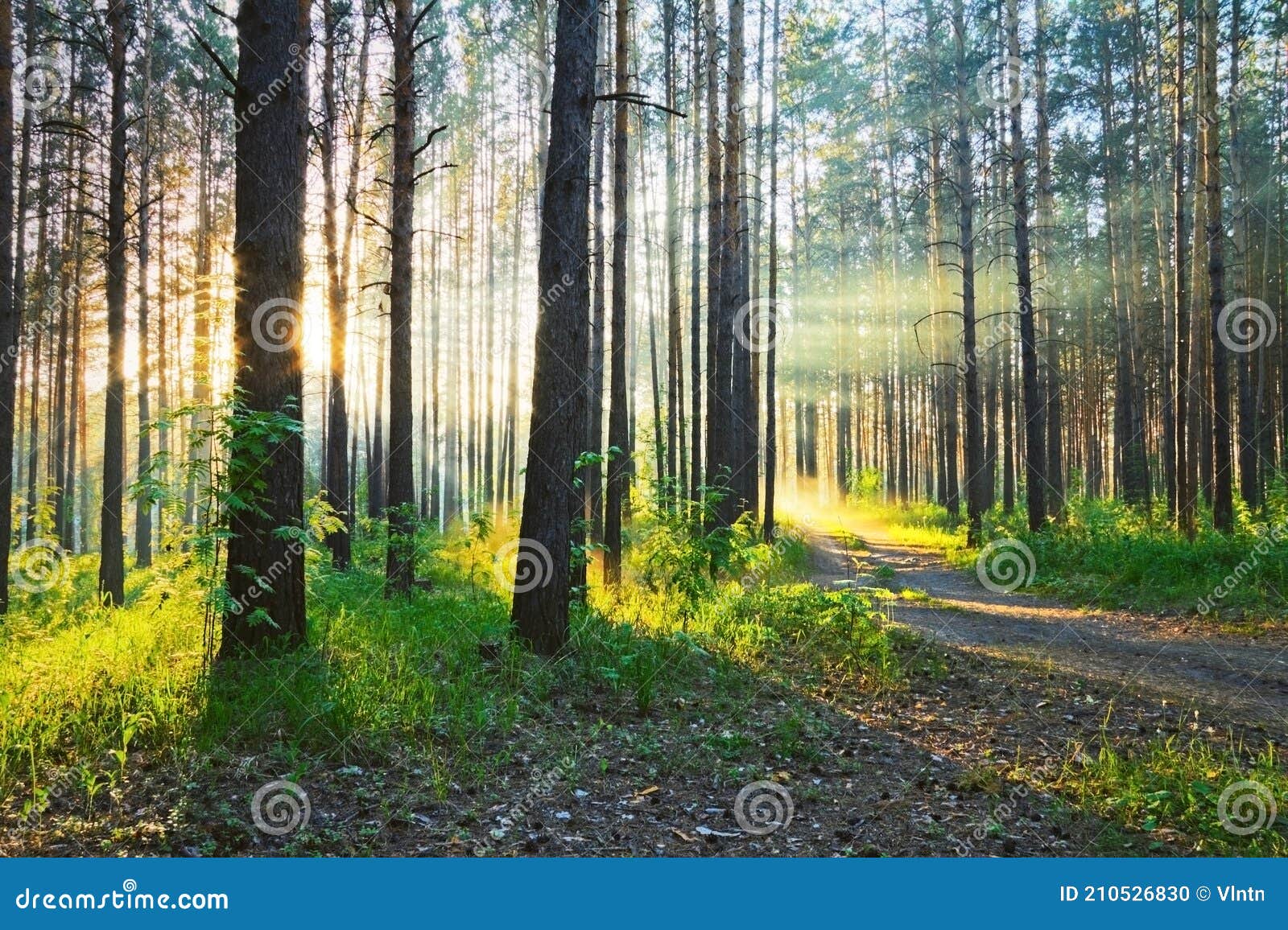 Sunset in the woods stock photo. Image of branch, majestic - 210526830