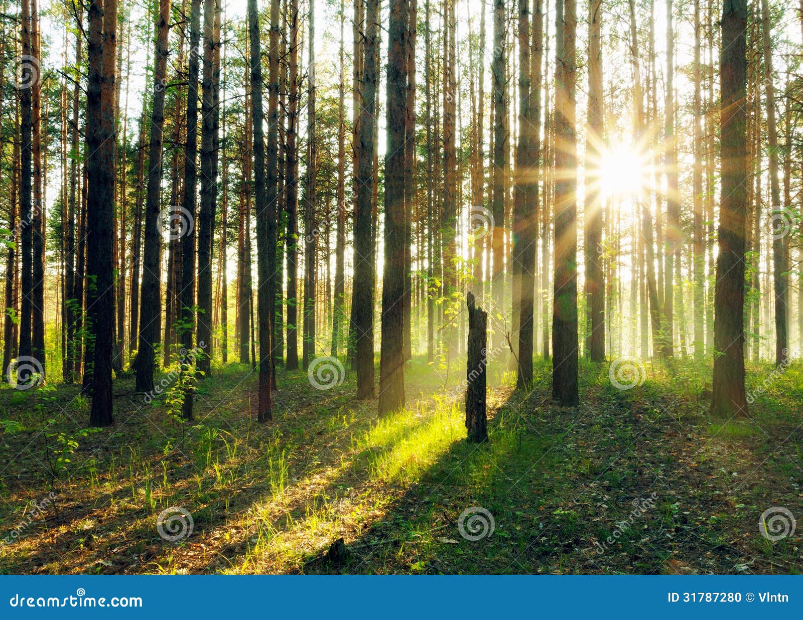 Sunset in the woods stock photo. Image of green, park - 31787280