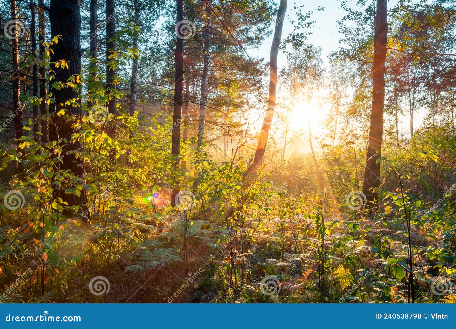 Sunset in the woods stock photo. Image of mystery, pines - 240538798