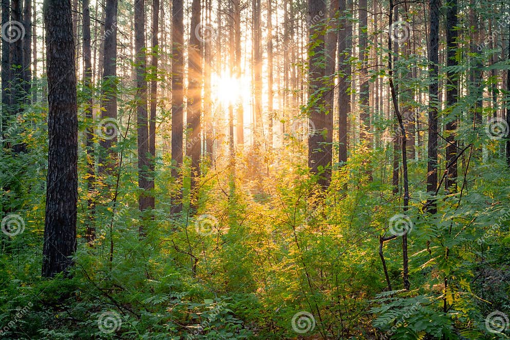 Sunset in the woods stock image. Image of radiance, landscape - 242951183
