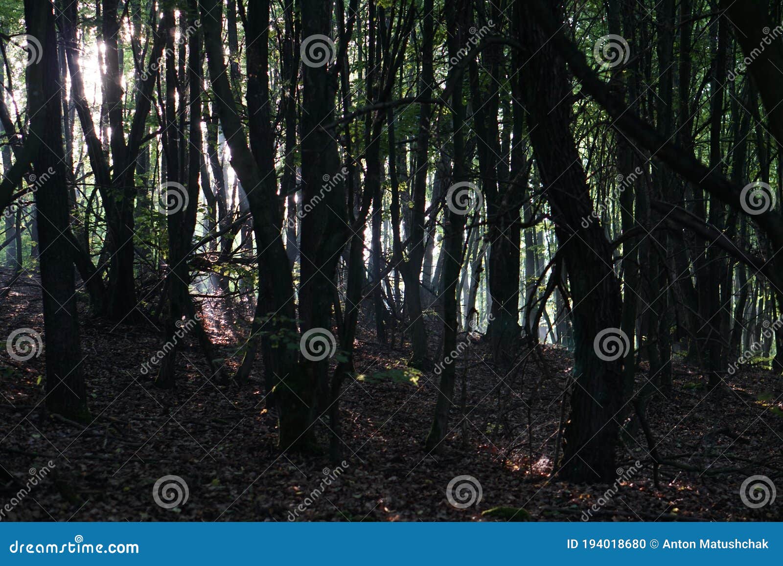 Sunset in the Woods, Dark Forest. Sammer Stock Photo - Image of ...