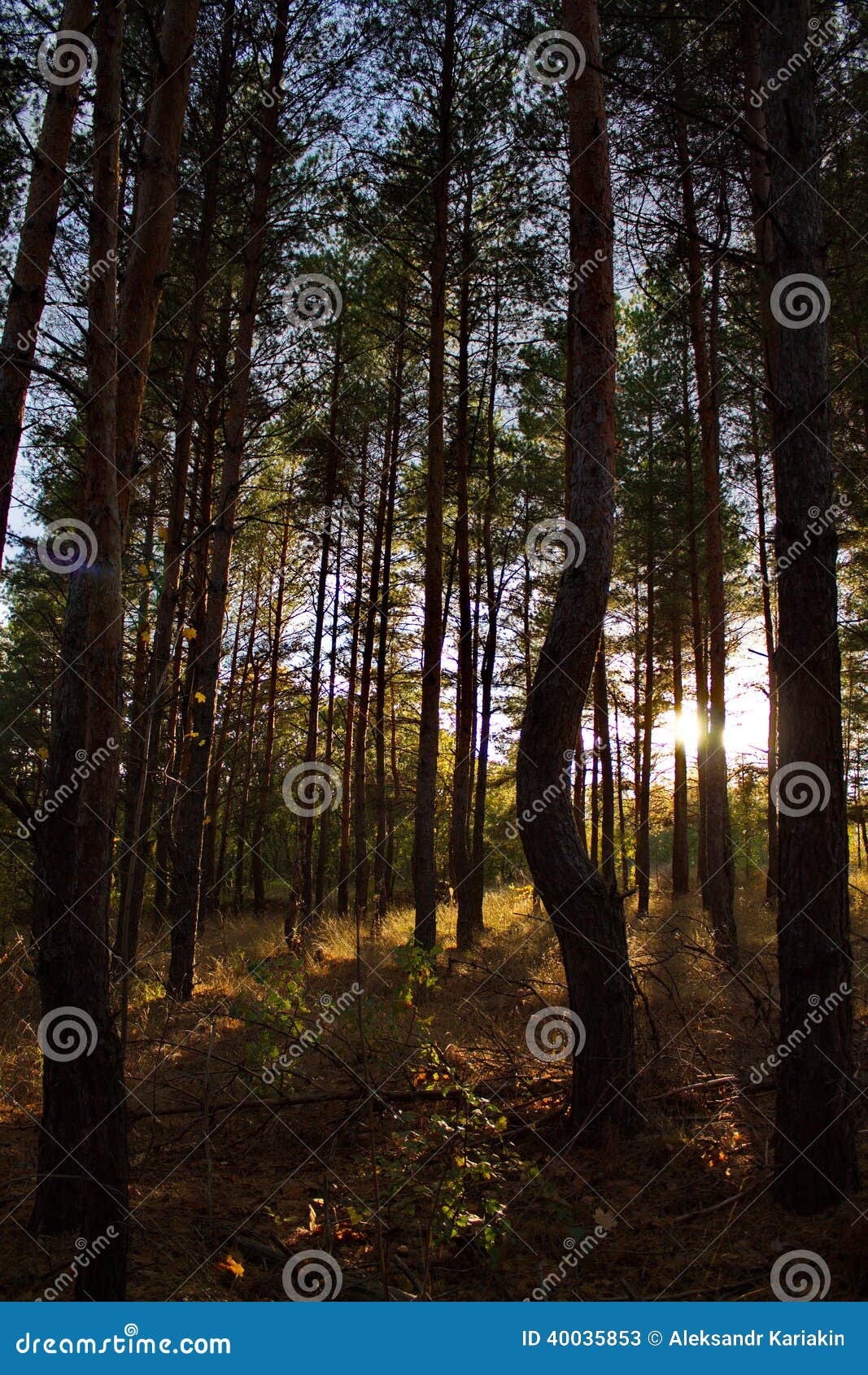 Sunset in the woods stock image. Image of landscape, land - 40035853