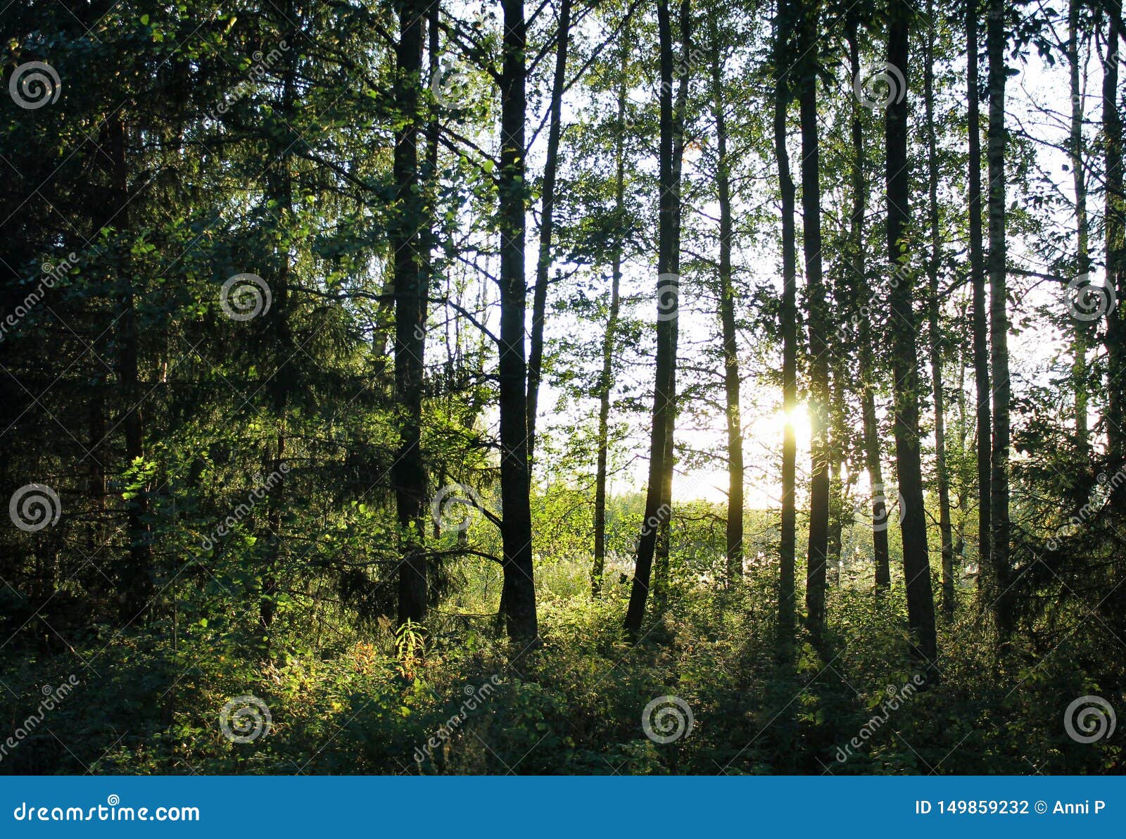 Sunset at the woods stock photo. Image of pine, leaf - 149859232