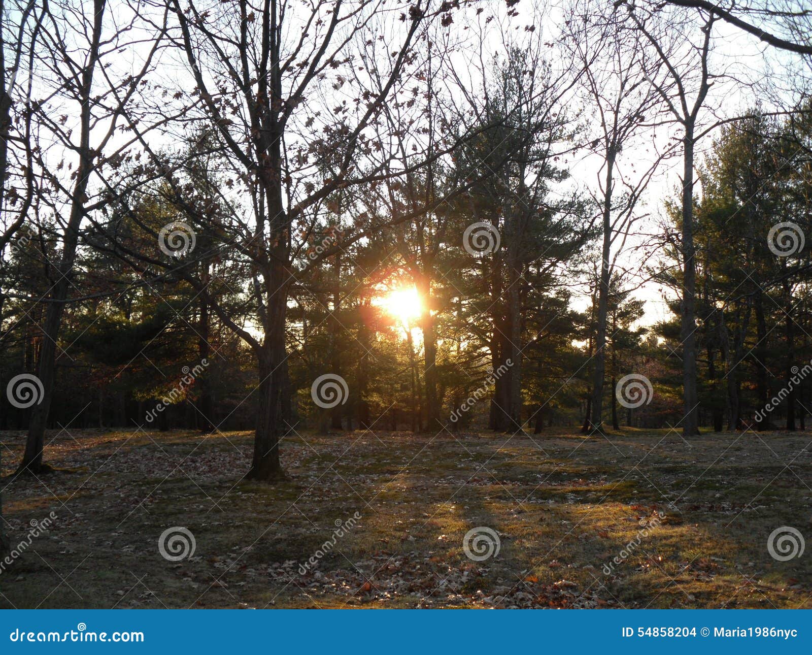 Sunset in the Woods. stock photo. Image of sunset, forrest - 54858204