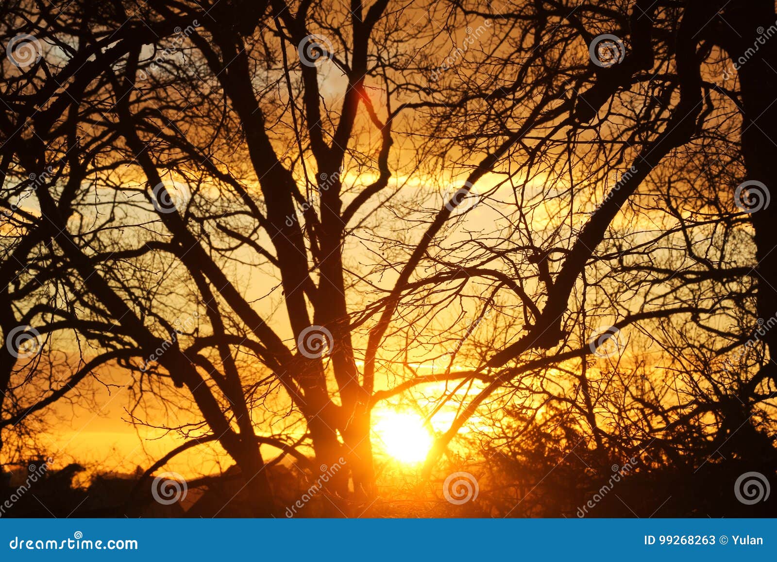 Sunset through woods stock image. Image of dramatic, sunrise - 99268263