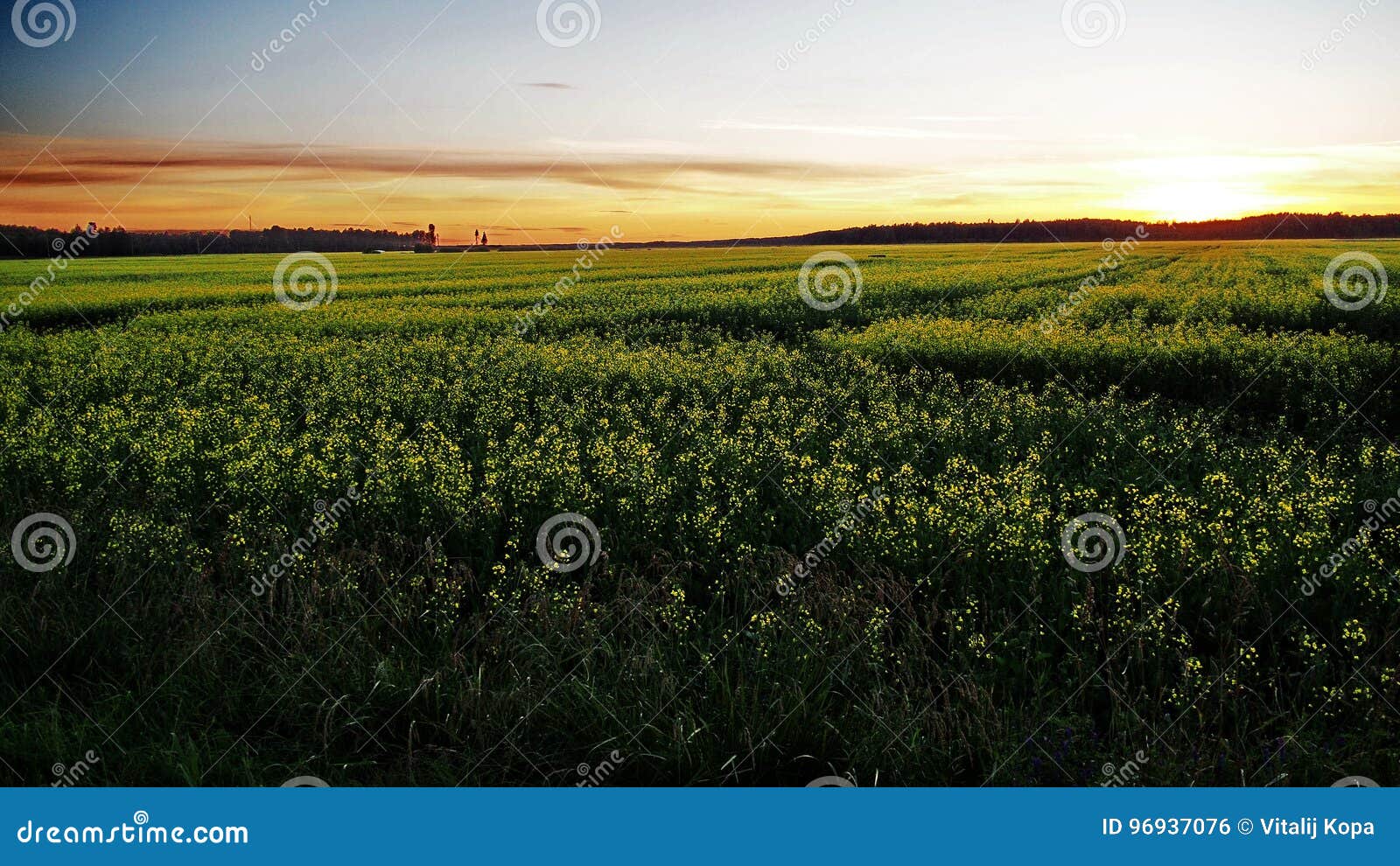 Sunset Yellow Field and Orange Sky Stock Photo - Image of deep, grass ...