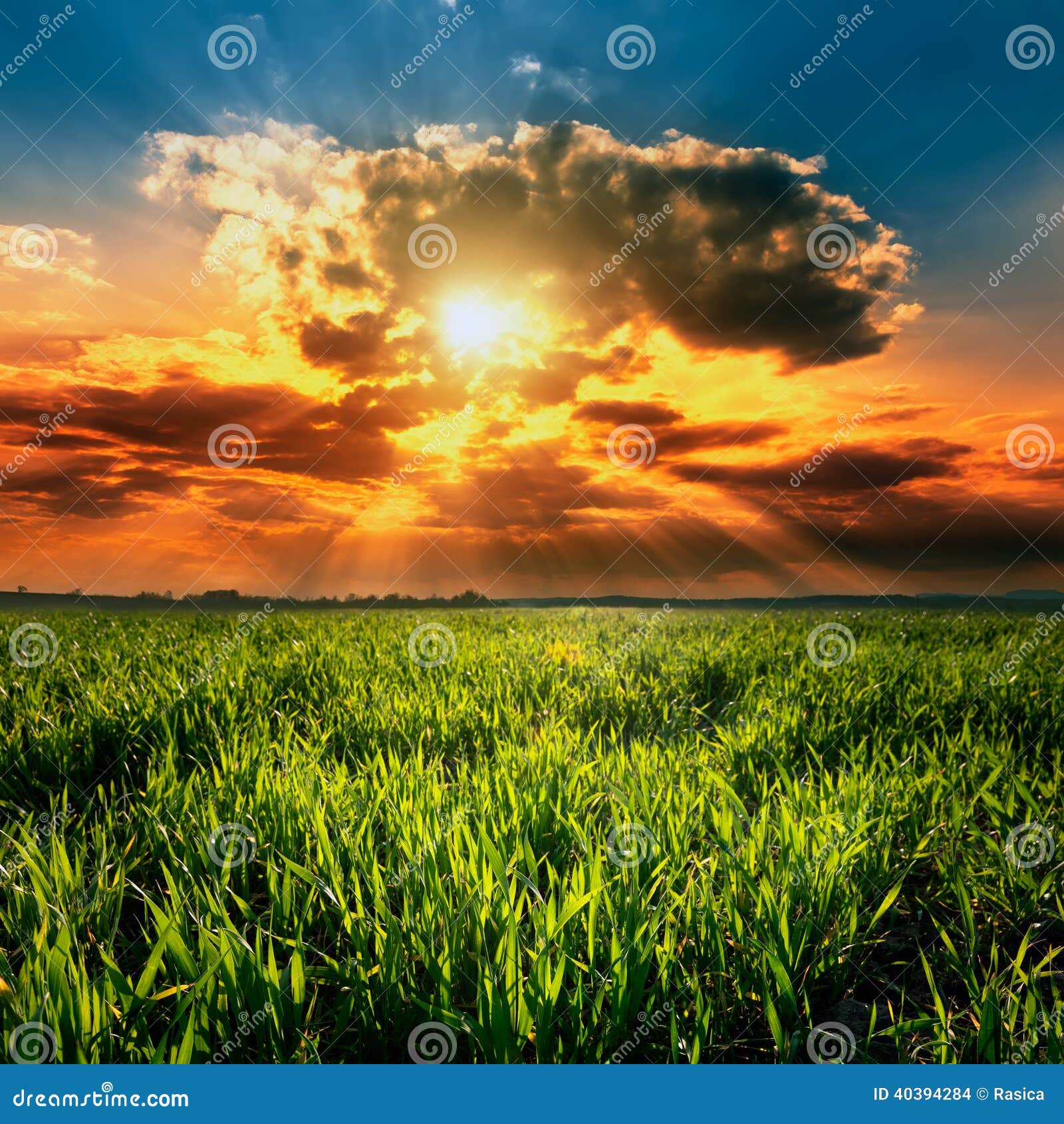 Sunset on the Young Wheat Crop Stock Photo - Image of cultivated ...