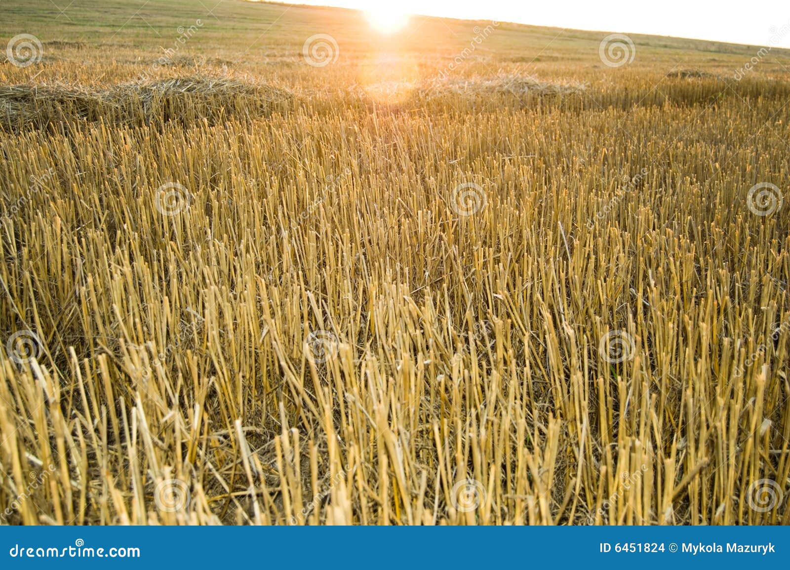 Sunsets over stock photo. Image of grain, abundance, grade - 6451824
