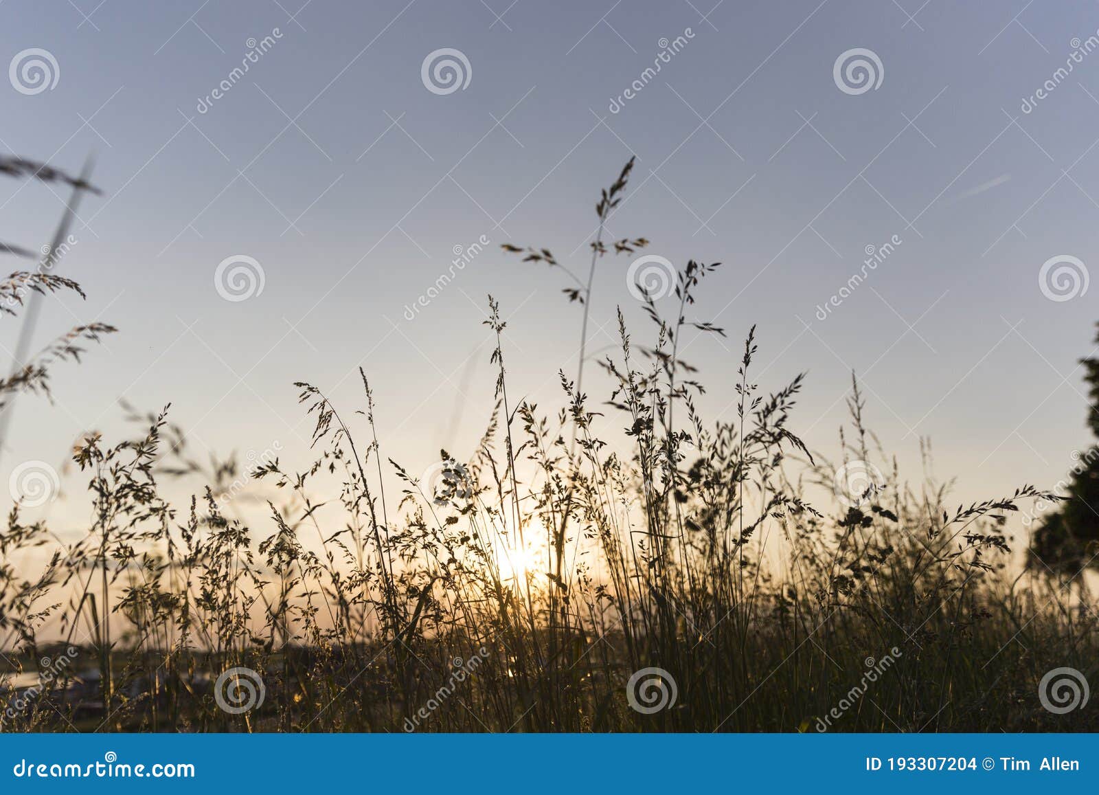 Sunsetting Behind Wild Grasslands with Gradient Sky Stock Photo - Image ...