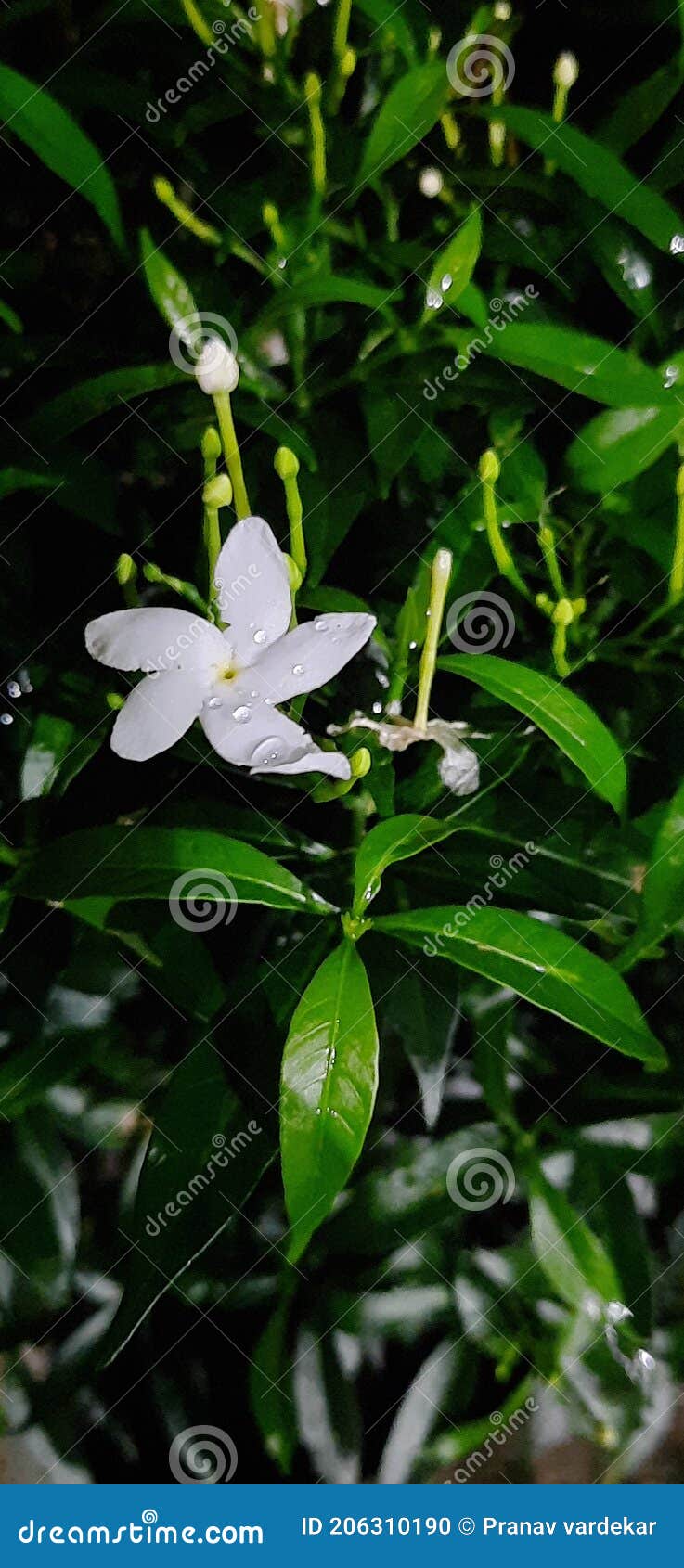 Night flower leli stock photo. Image of leli, like, happy - 206310190