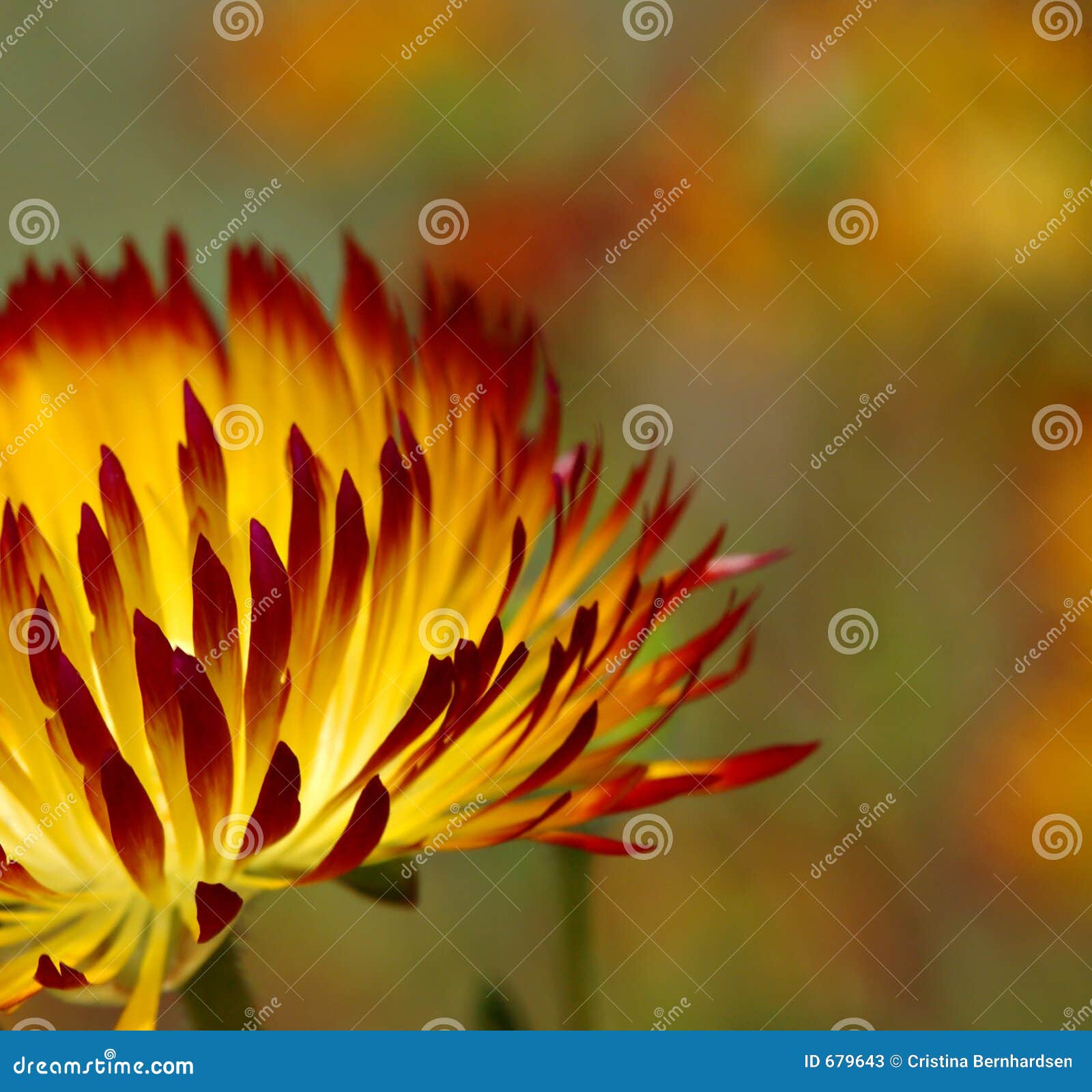 Sunshine stock image. Image of park, bright, flora, floral - 679643
