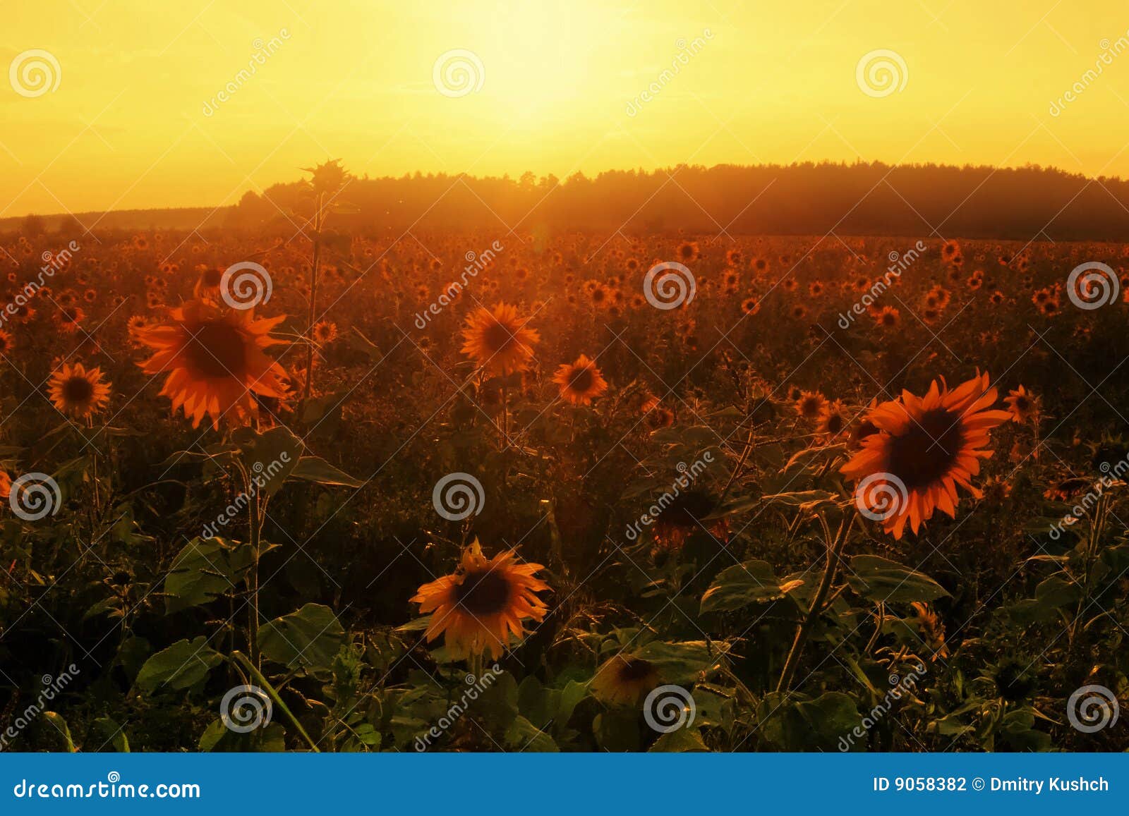 Sunshine around sunflower stock photo. Image of heat, autumn - 9058382