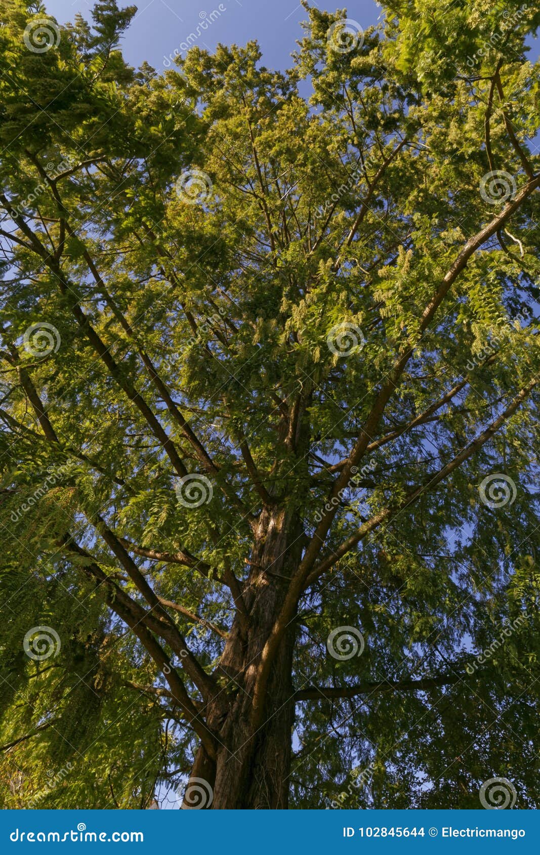 Redwood tree stock photo. Image of nature, woods, landscape - 102845644