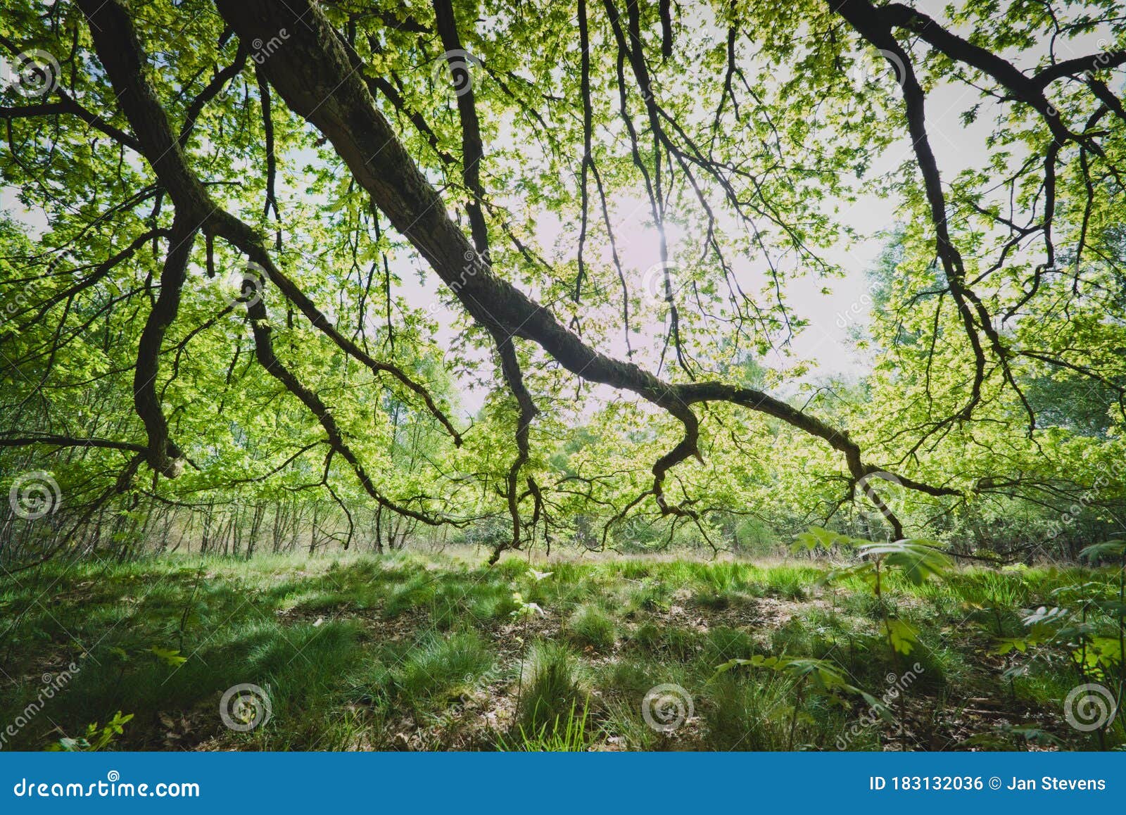 Sunshine Breaching through the Low Branches of an Oak Tree Stock Photo ...