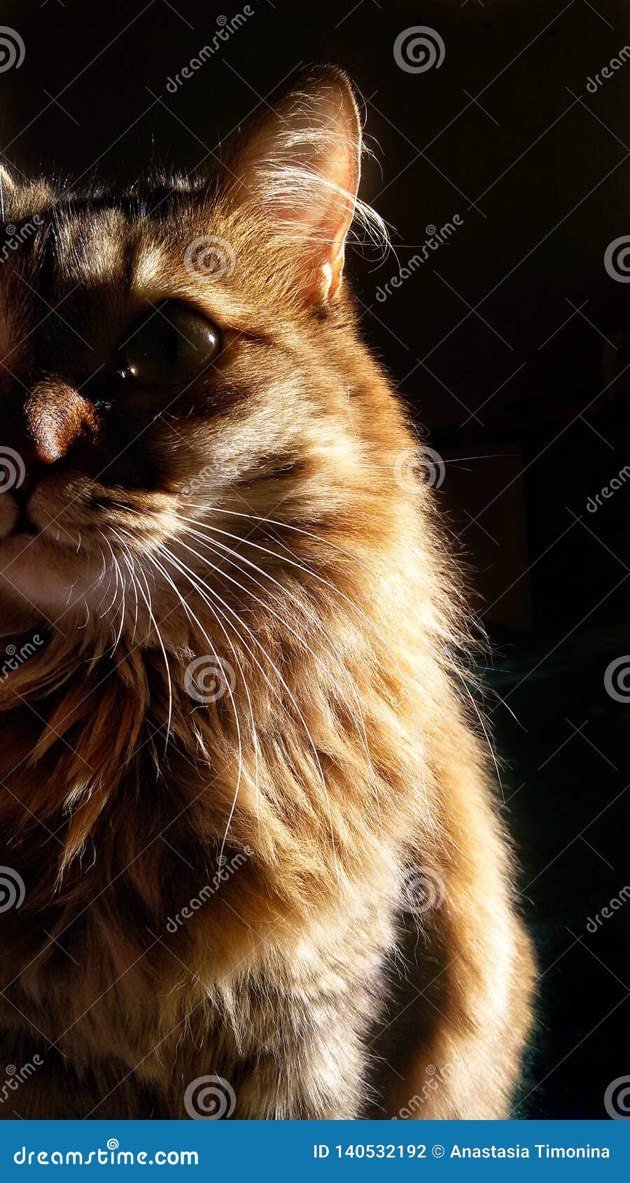 Sunshine Cat stock photo. Image of sunshine, fluffy - 140532192