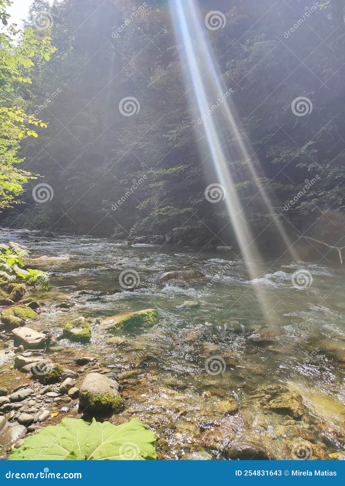 Sunshine down the stream stock image. Image of stream - 254831643