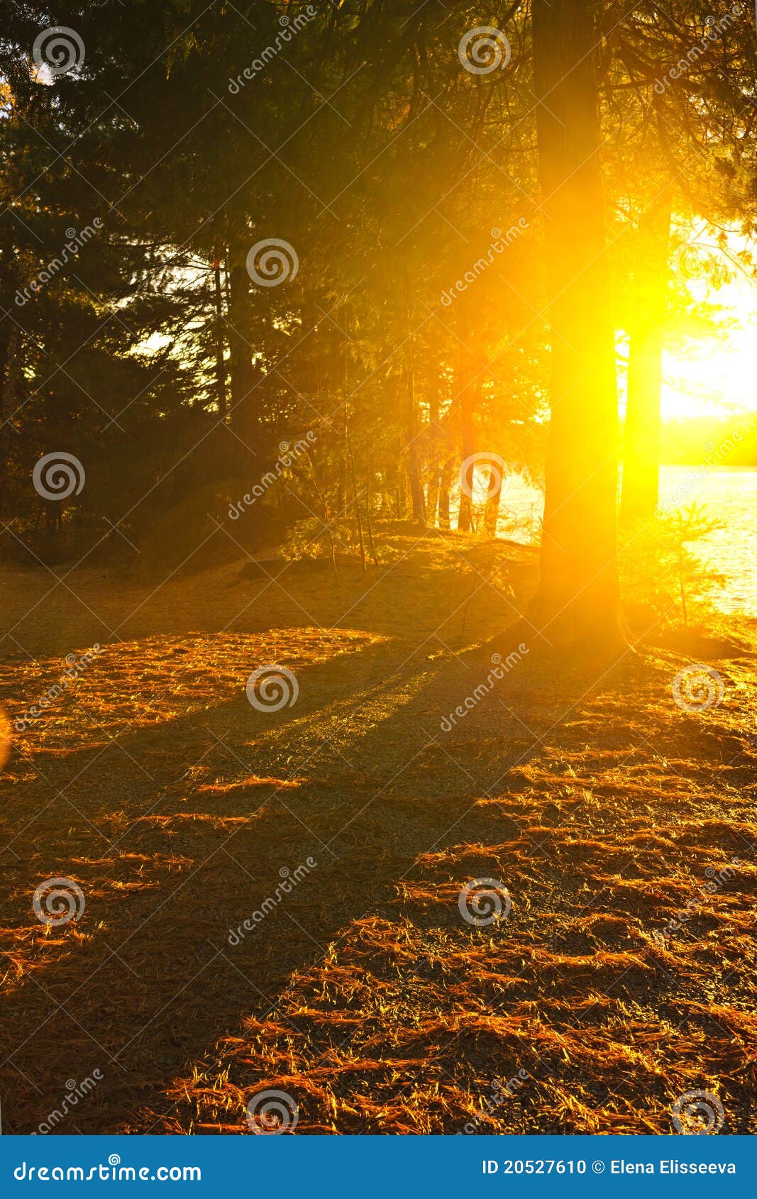 Sunshine in Evening Forest Near Lake Stock Photo - Image of nature ...