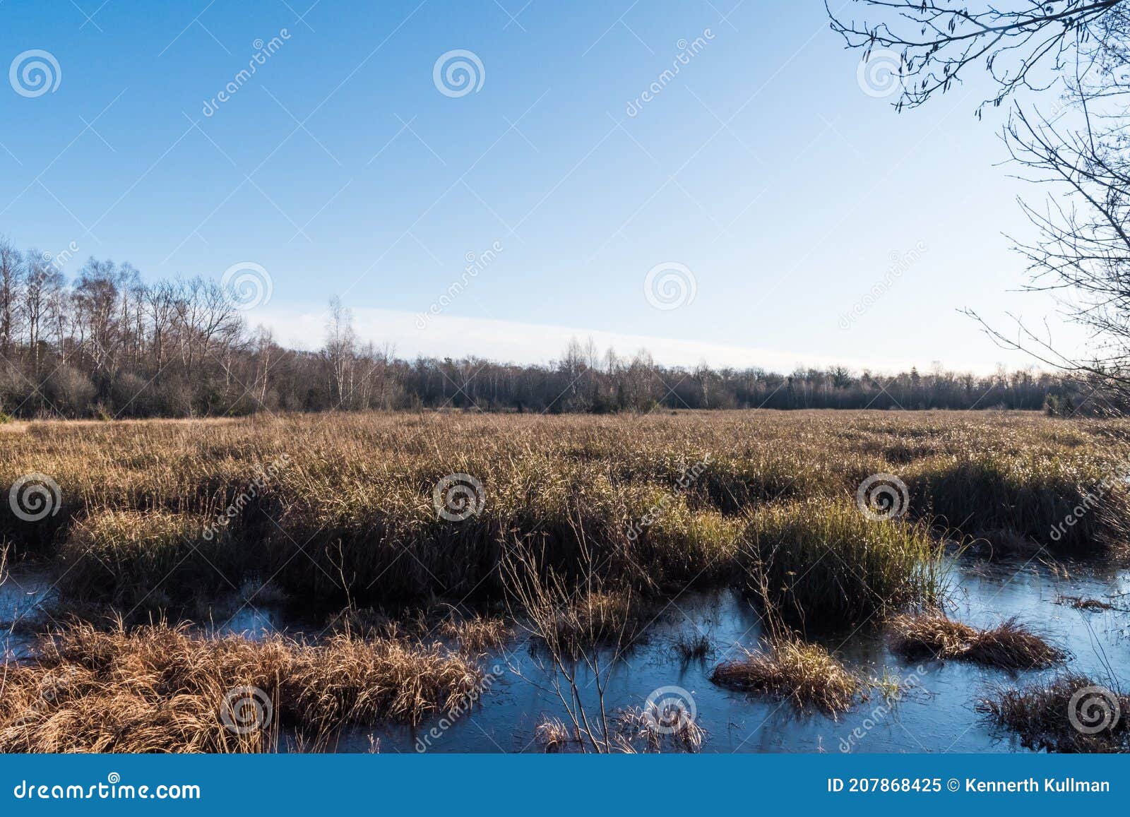 Sunshine on a Fall Colored Marshland Stock Image - Image of fall ...