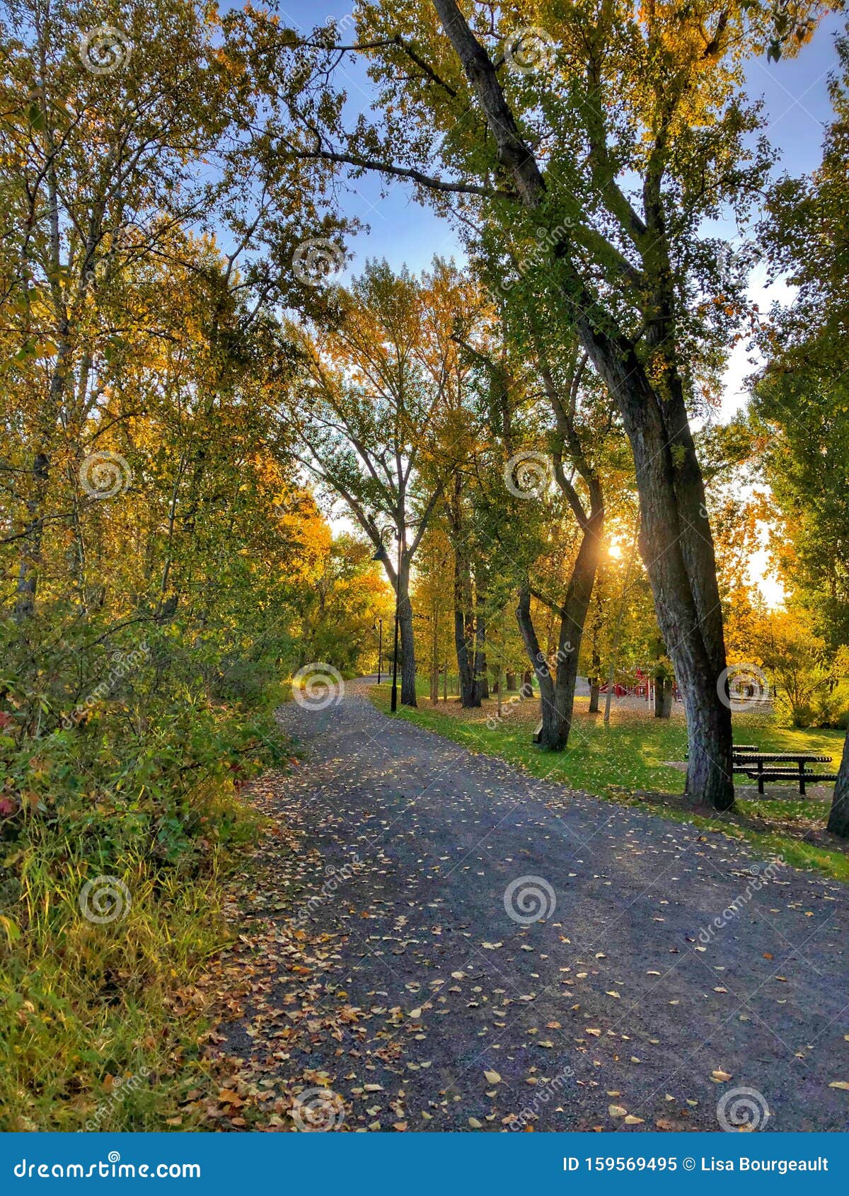 Fall Pathway With Trees And Leaves On Floor Royalty-Free Stock Image ...