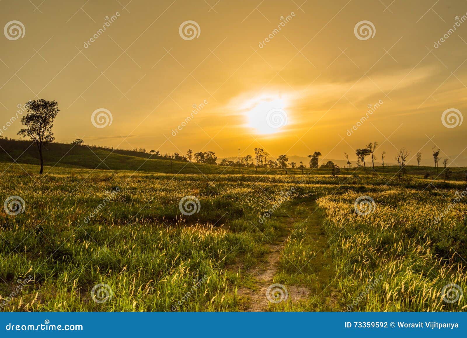 Sunshine stock photo. Image of grow, plant, grass, lawn - 73359592