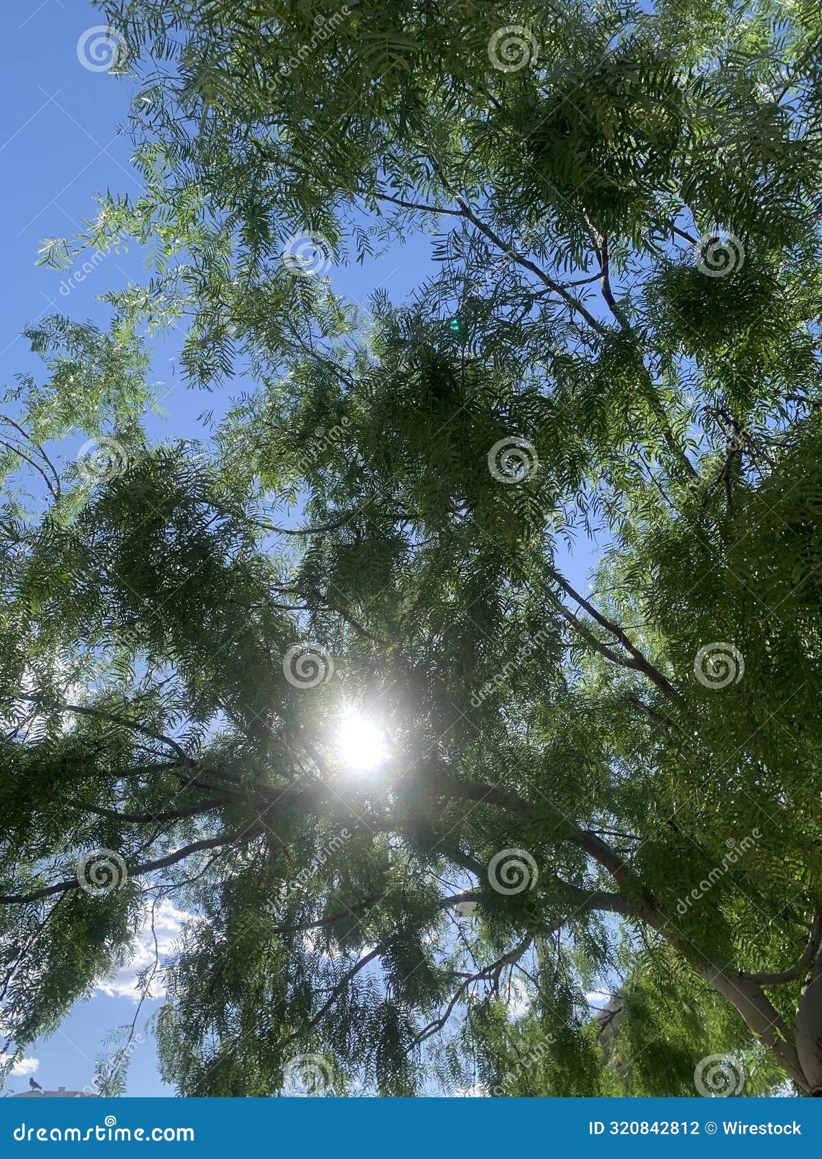 Sunshine Filtering through Tree Branches Viewed from Below Stock Photo ...