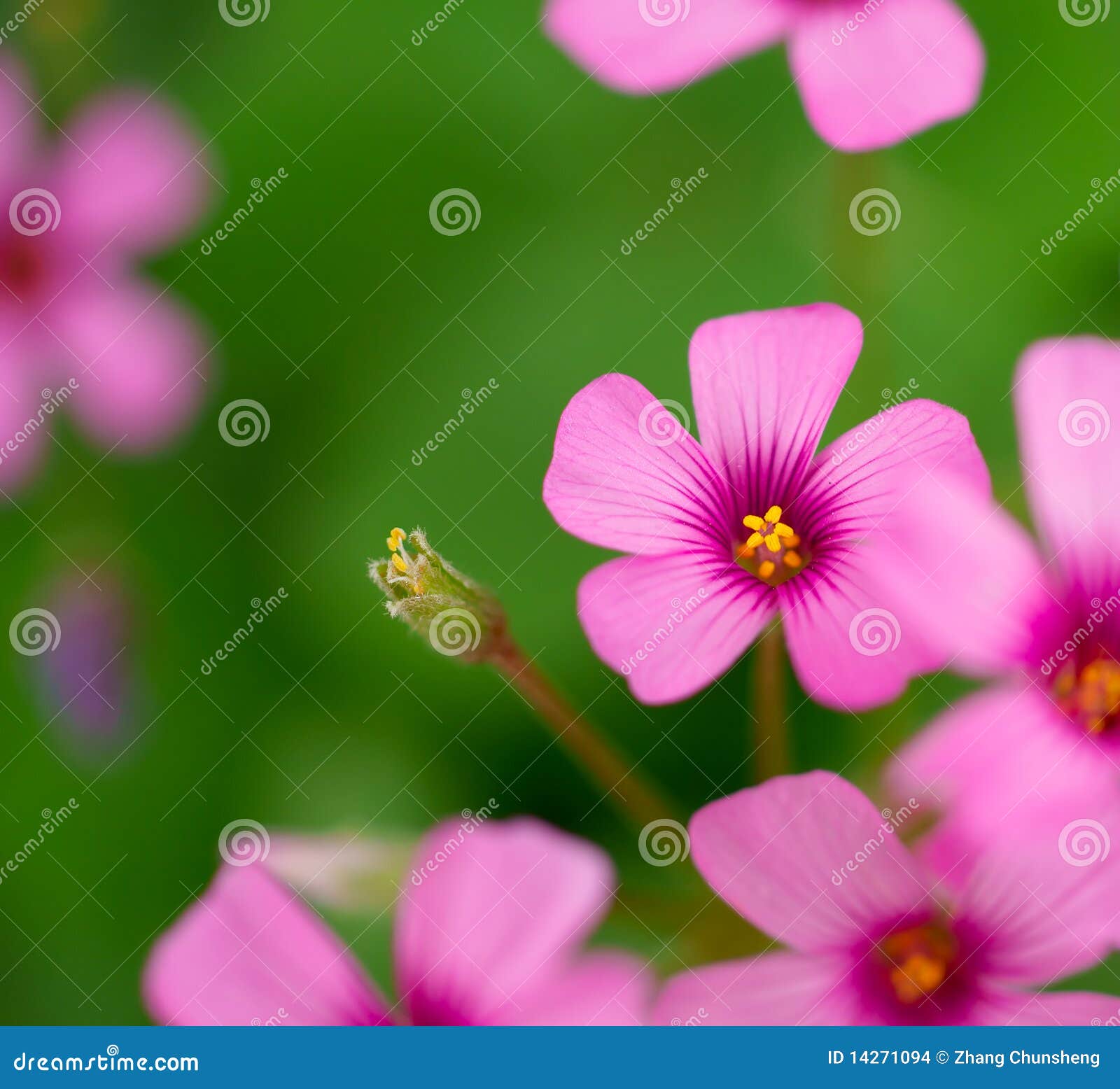 Sunshine flower stock photo. Image of wildflower, flora - 14271094