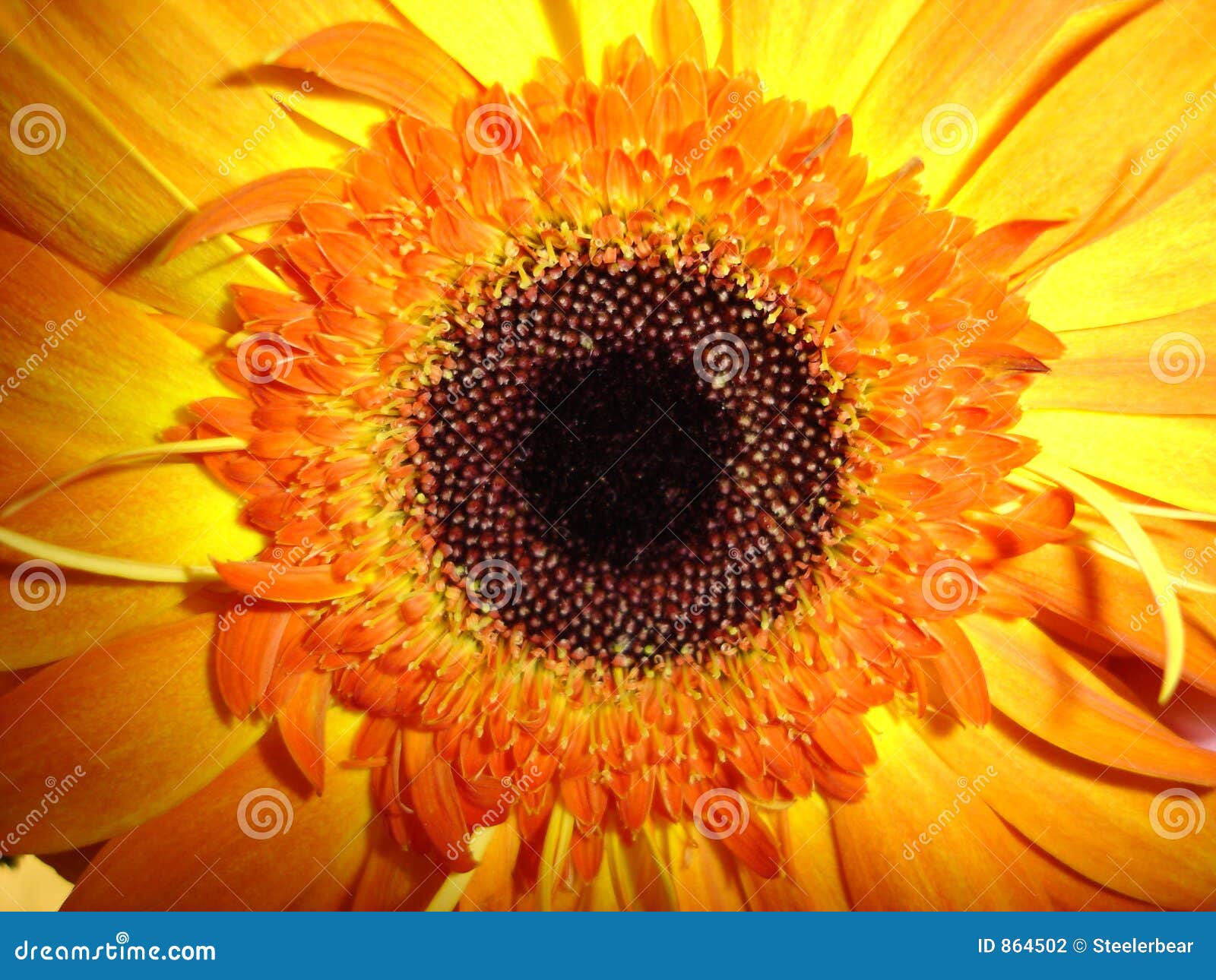 Sunshine in Flower Form stock photo. Image of colorful - 864502