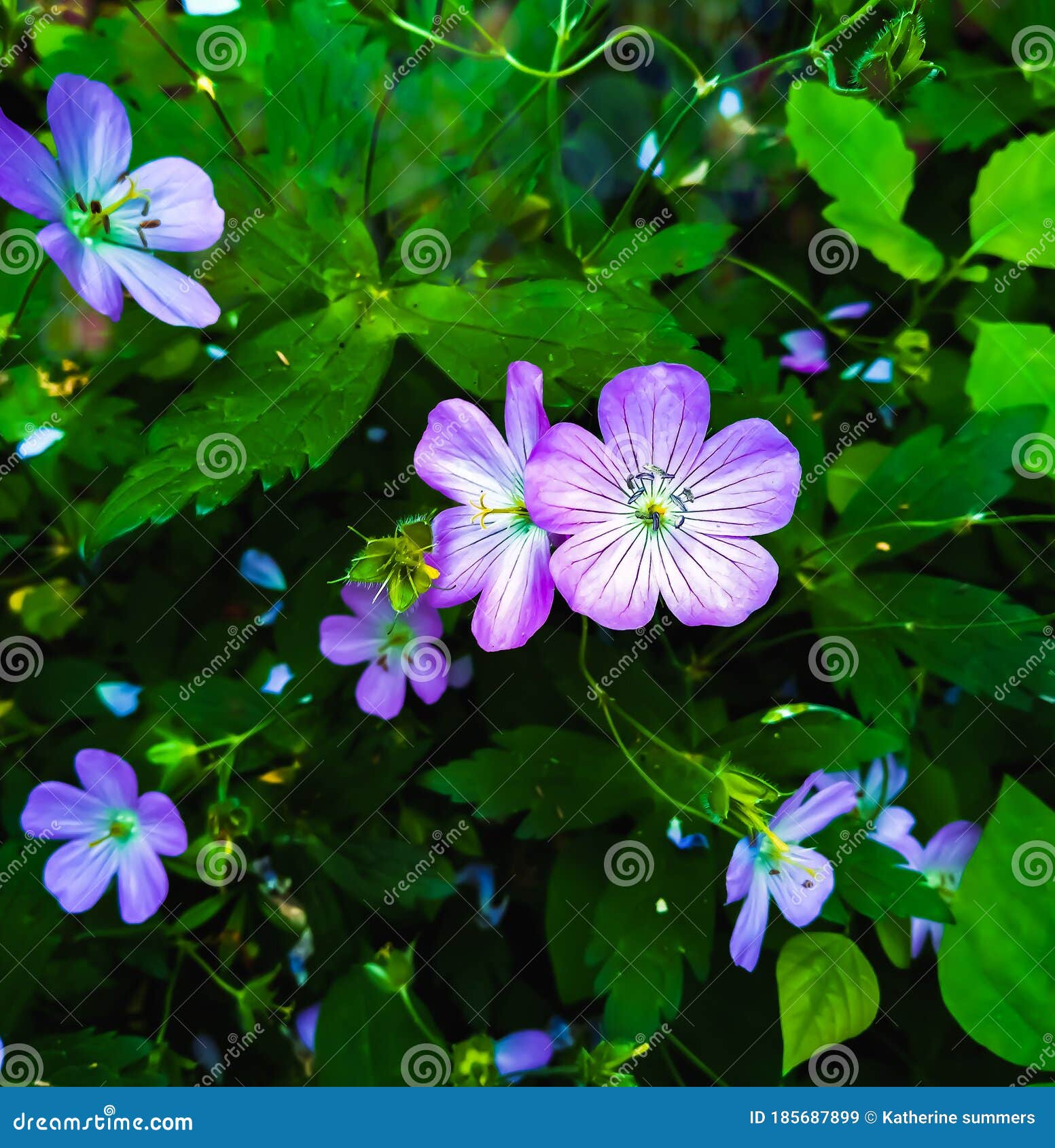 Sunshine and flowers stock image. Image of lilac, herb - 185687899