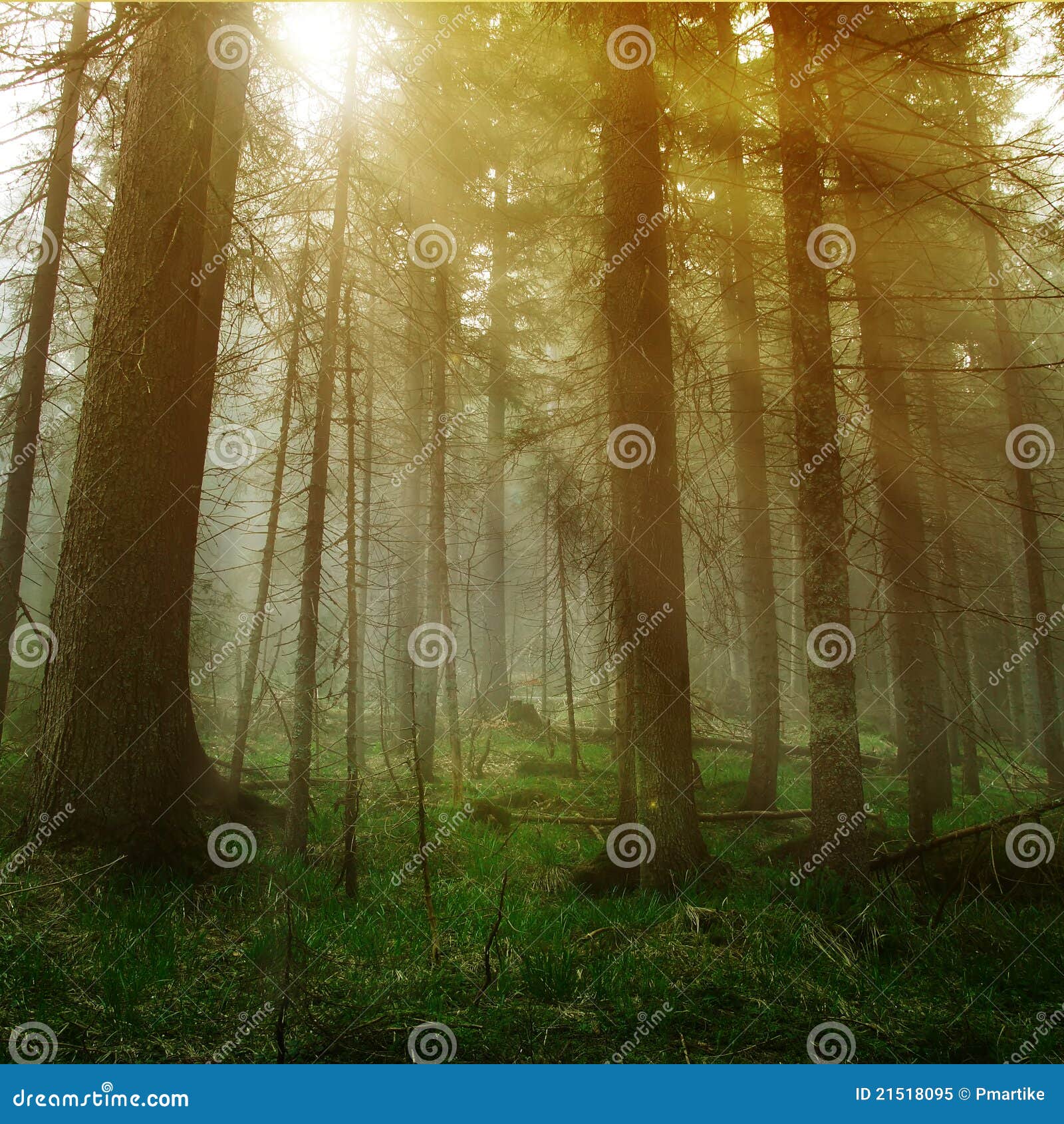 Sunshine in forest stock image. Image of forest, sunbeam - 21518095