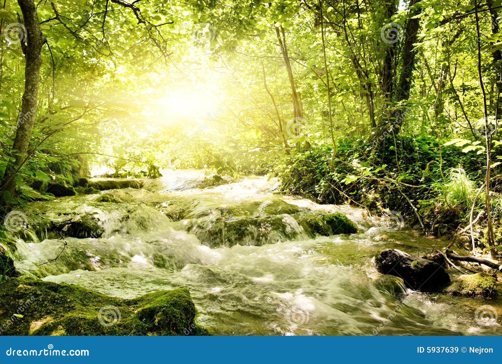 Sunshine in a forest stock image. Image of beautiful, moss - 5937639