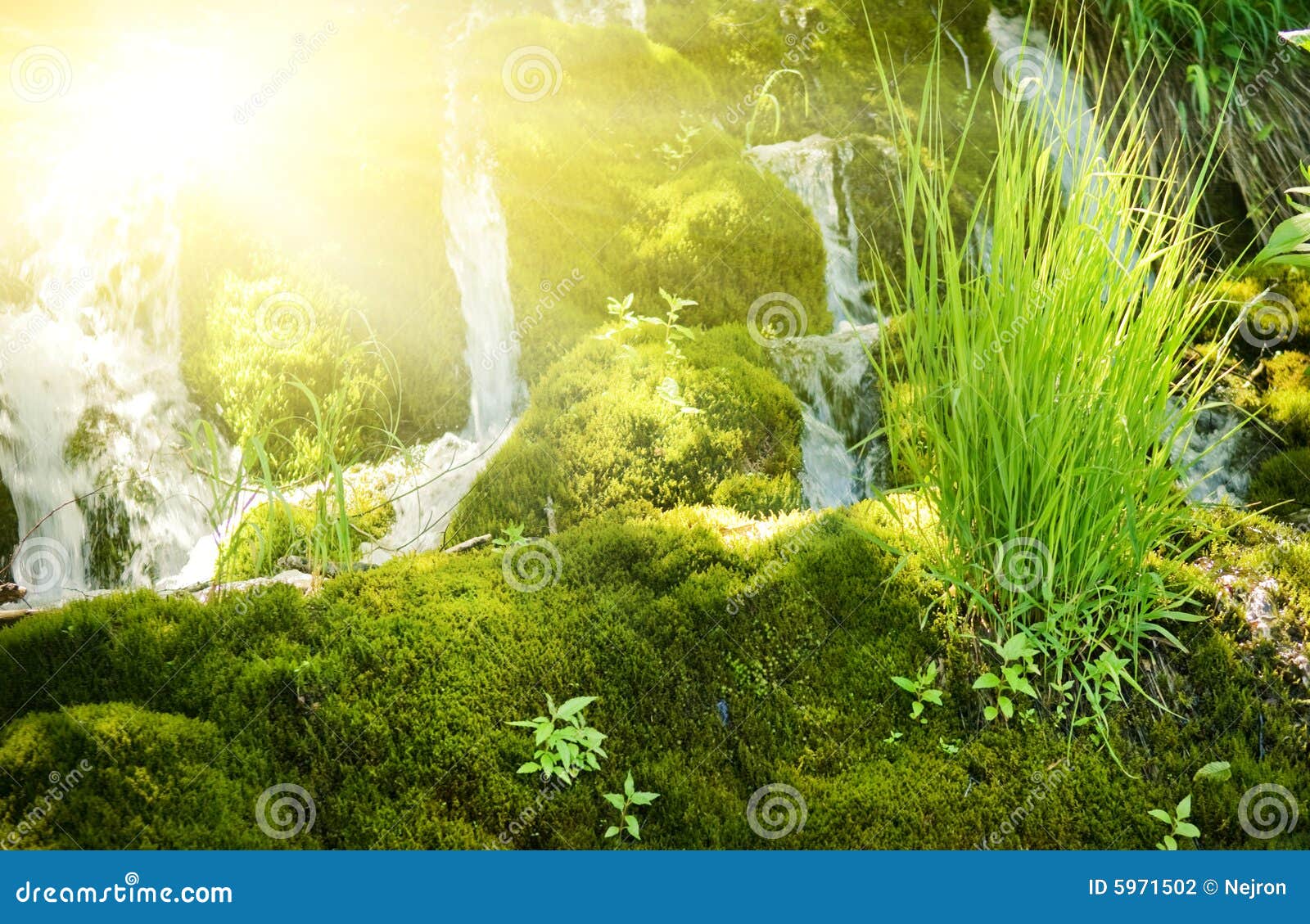 Sunshine in a forest stock photo. Image of abstract, branches - 5971502