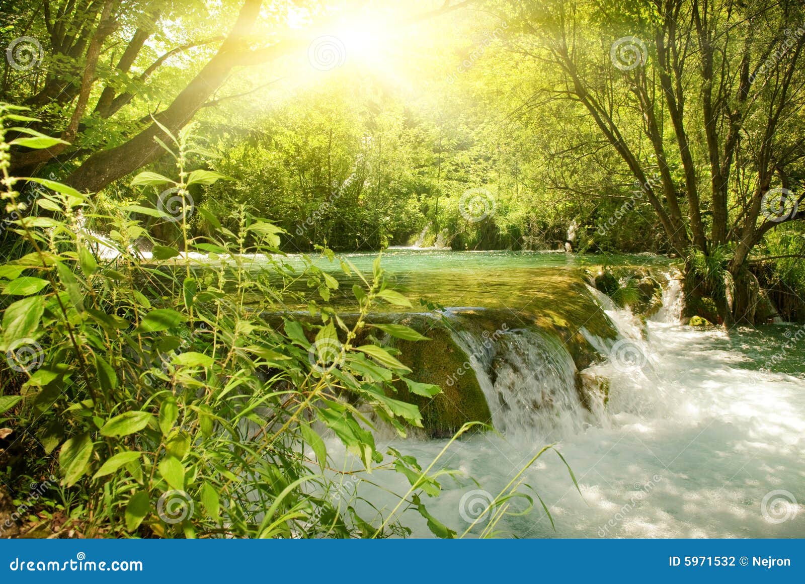 Sunshine in a forest stock photo. Image of forest, nature - 5971532