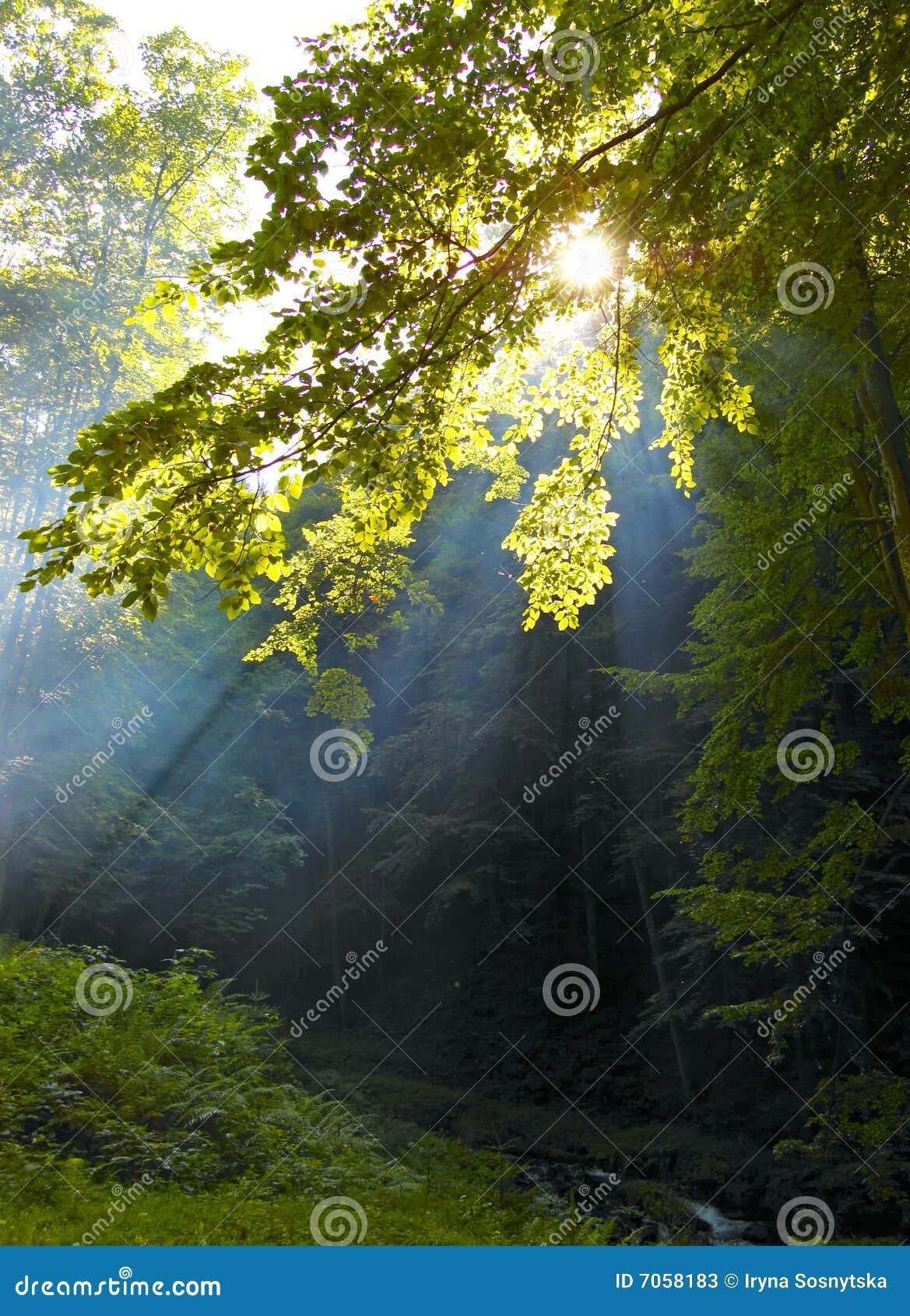 Sunshine in a forest stock image. Image of beauty, fresh - 7058183